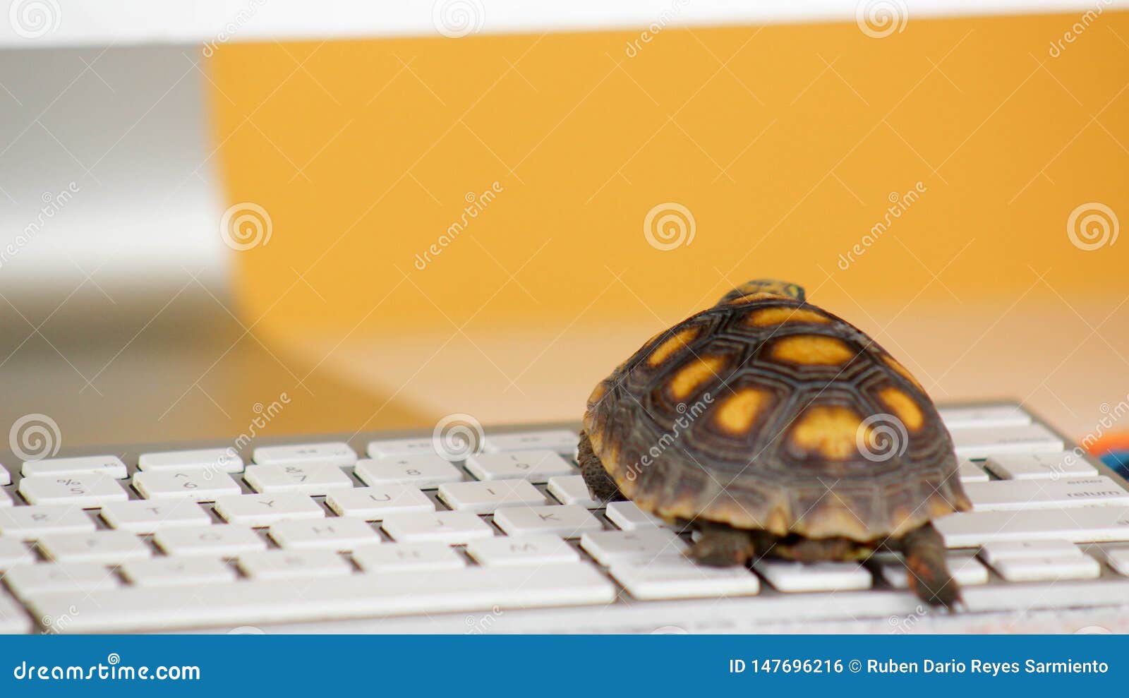 Turtle Computer Stock Images - Download 86 Royalty Free Photos