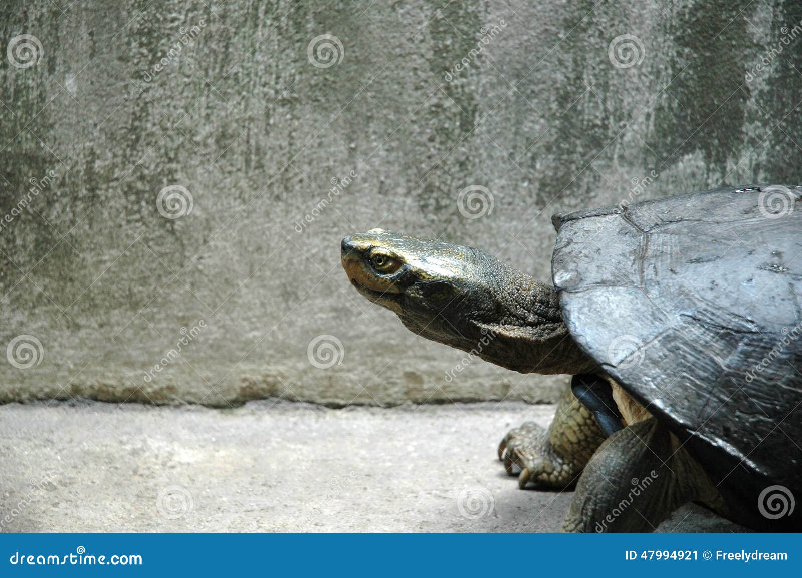 Turtle in the Concrete Jungle Stock Image - Image of headed, yellow ...