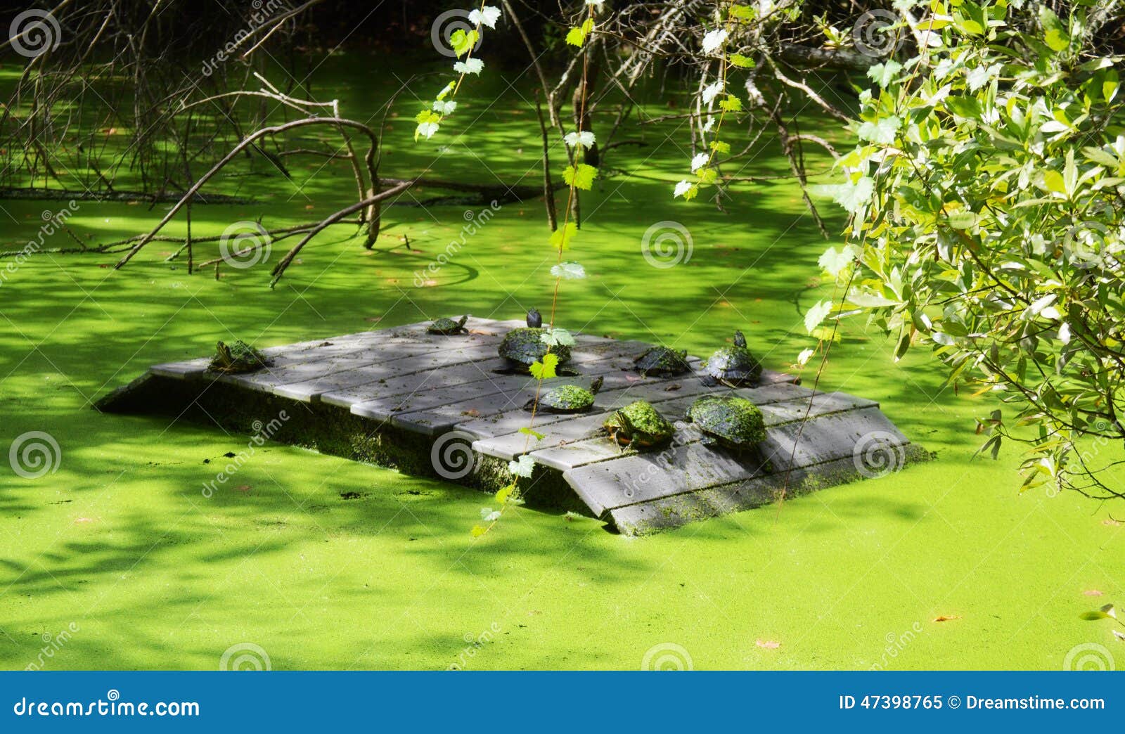 Turtle Convention in the Bog Stock Image - Image of brown, kind: 47398765