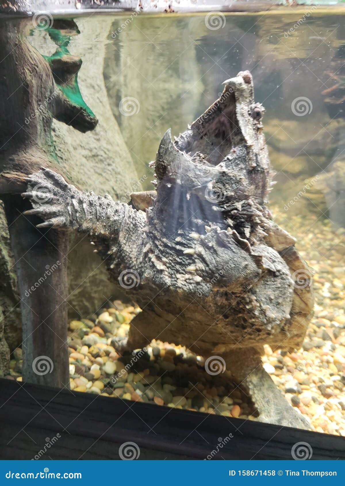 Turtle stock photo. Image of cool, turtle, looking, interesting - 158671458