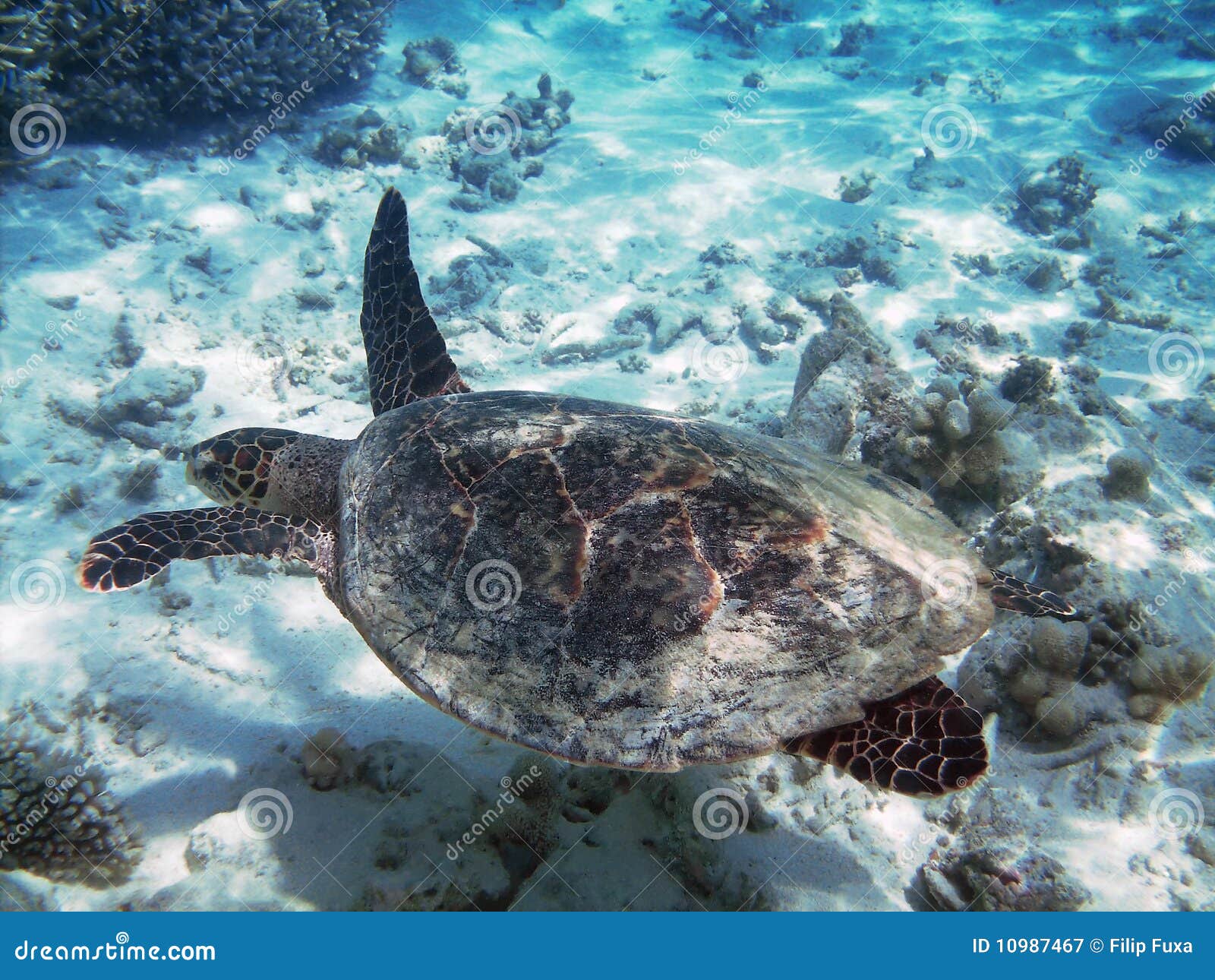 Turtle and coral reef stock image. Image of swimming - 10987467