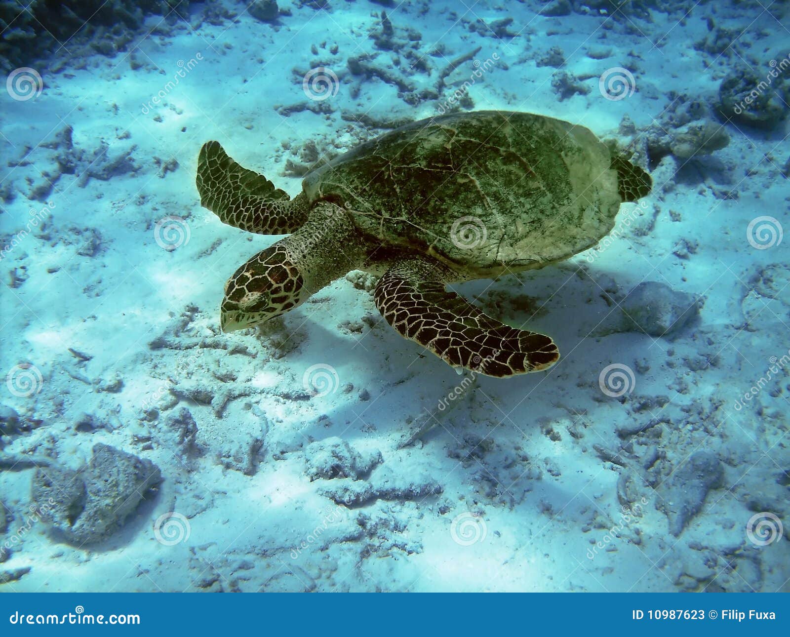 Turtle and coral reef stock image. Image of reef, nature - 10987623