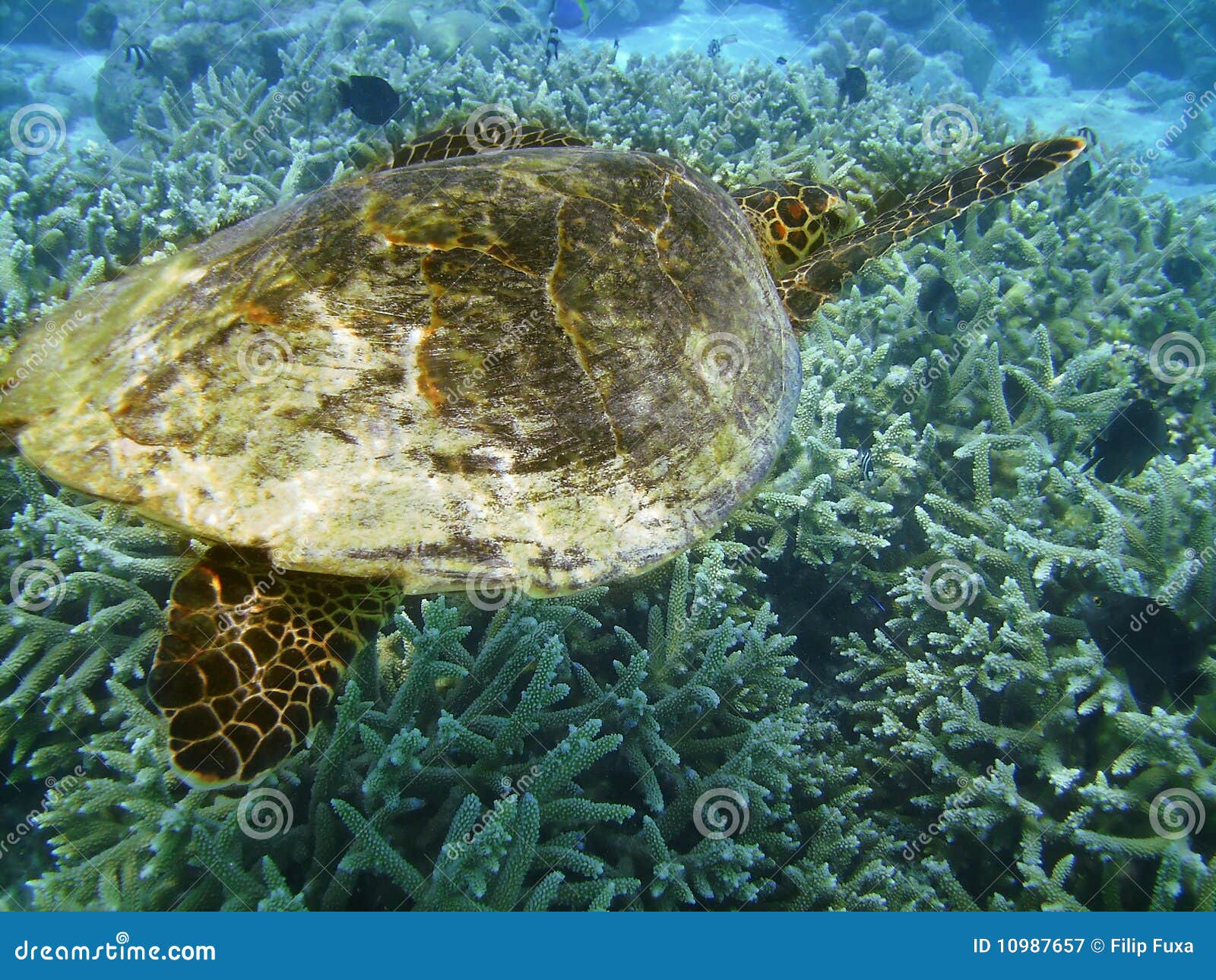 Turtle and coral reef stock image. Image of turtle, reef - 10987657