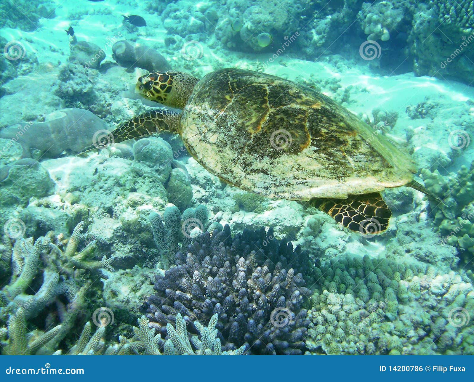 Turtle and coral reef stock photo. Image of reef, coral - 14200786