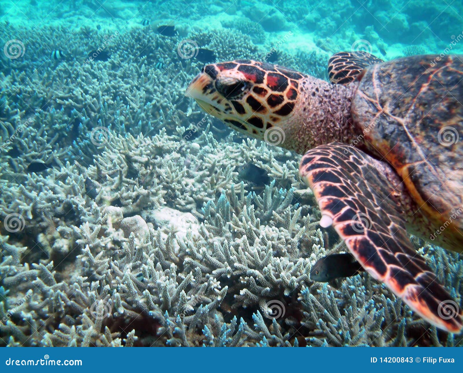 Turtle And Coral Reef Stock Photos - Image: 14200843