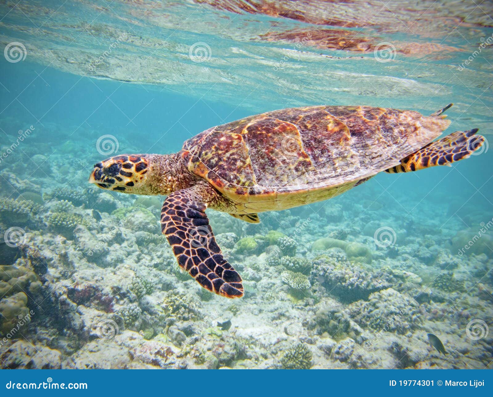 Turtle in coral reef stock image. Image of snorkeling - 19774301