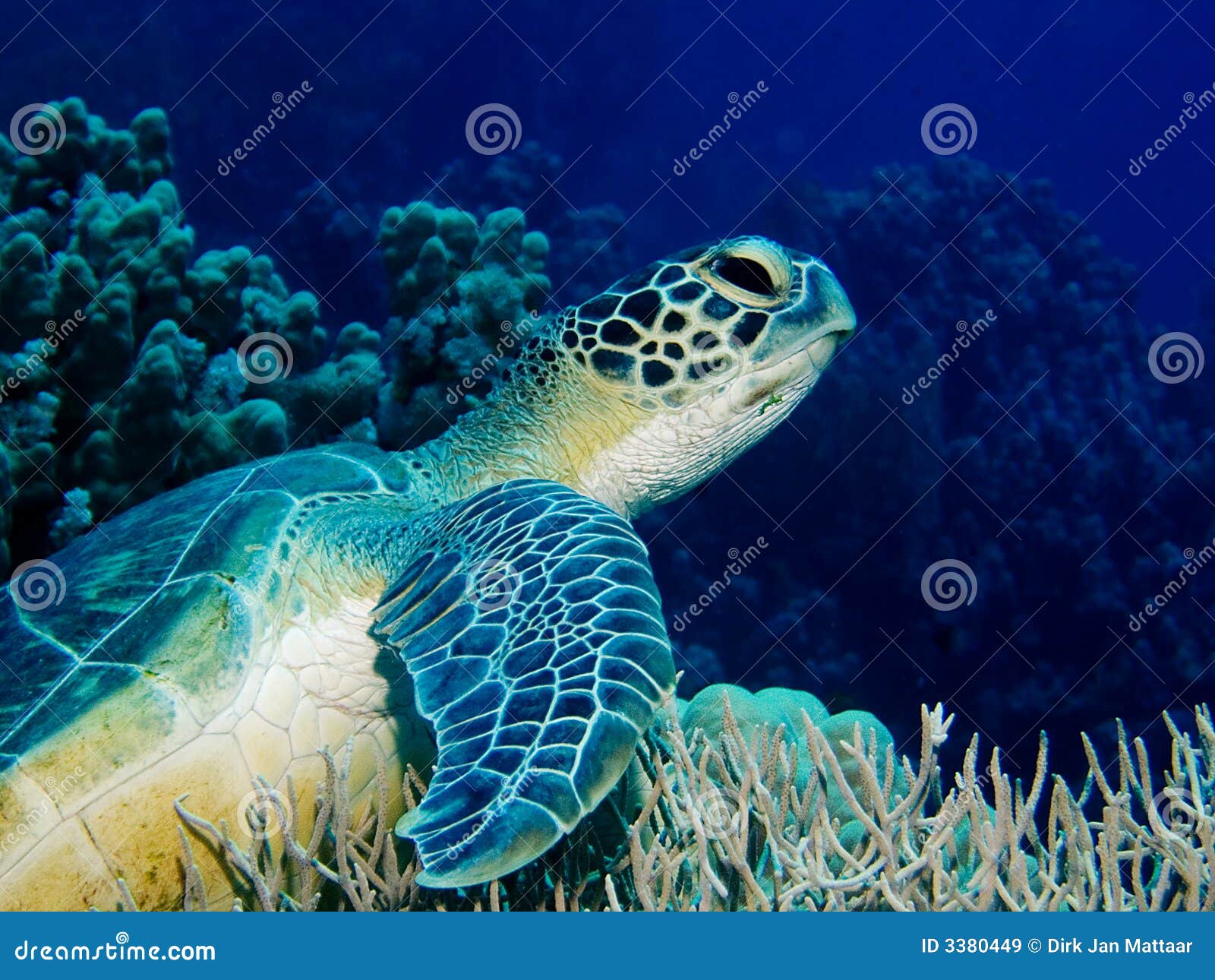 Turtle on coral reef stock image. Image of diver, sitting - 3380449