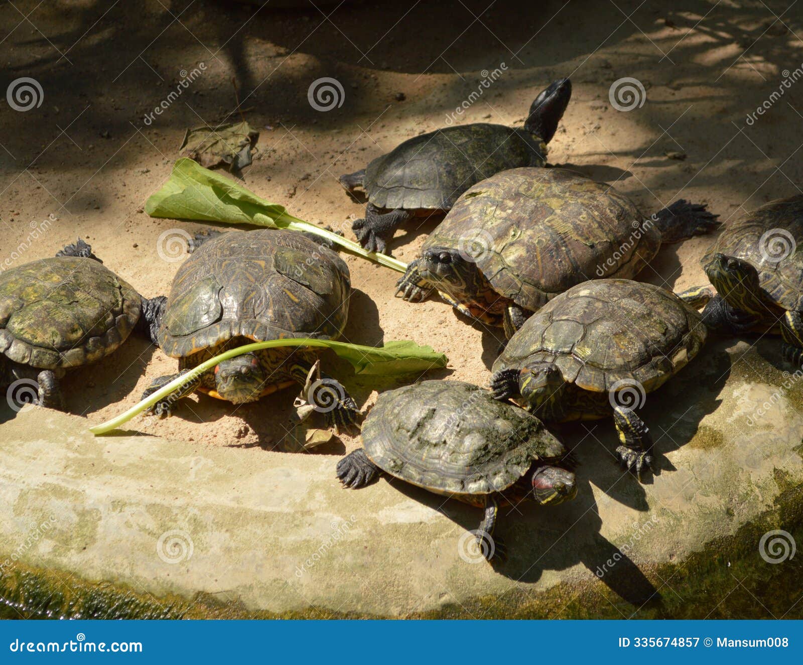 Turtle in the country farm stock image. Image of exotic - 335674857