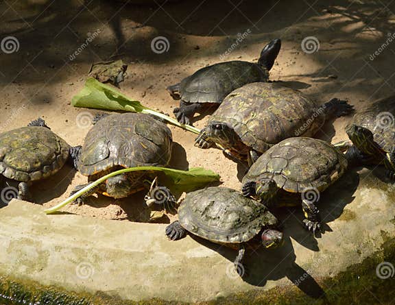 Turtle in the country farm stock image. Image of exotic - 335674857