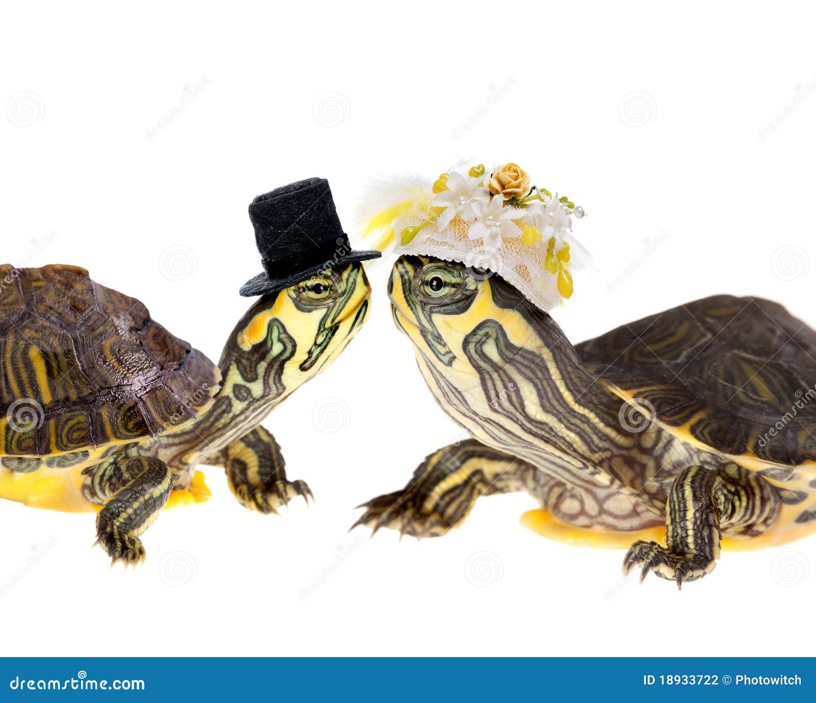 Turtle couple marriage stock photo. Image of romantic - 18933722