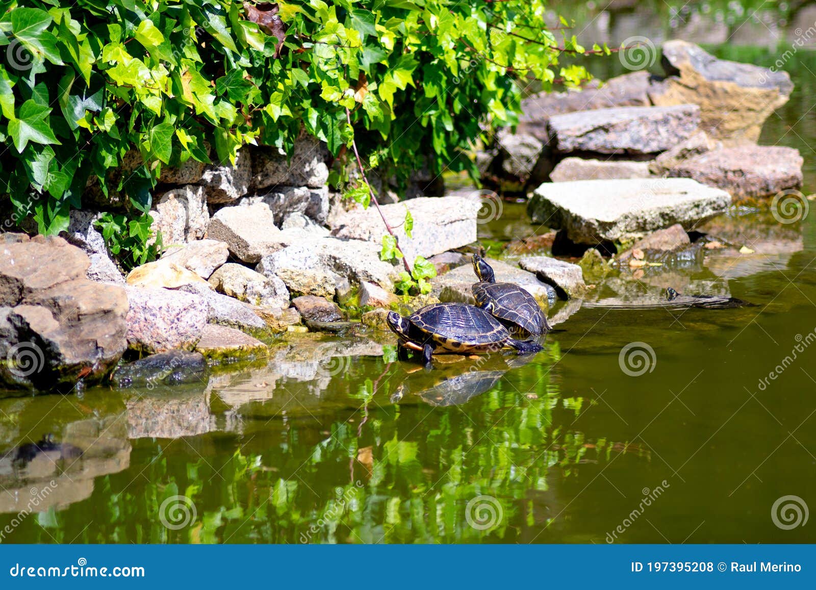 Turtle couple separating stock photo. Image of swim - 197395208