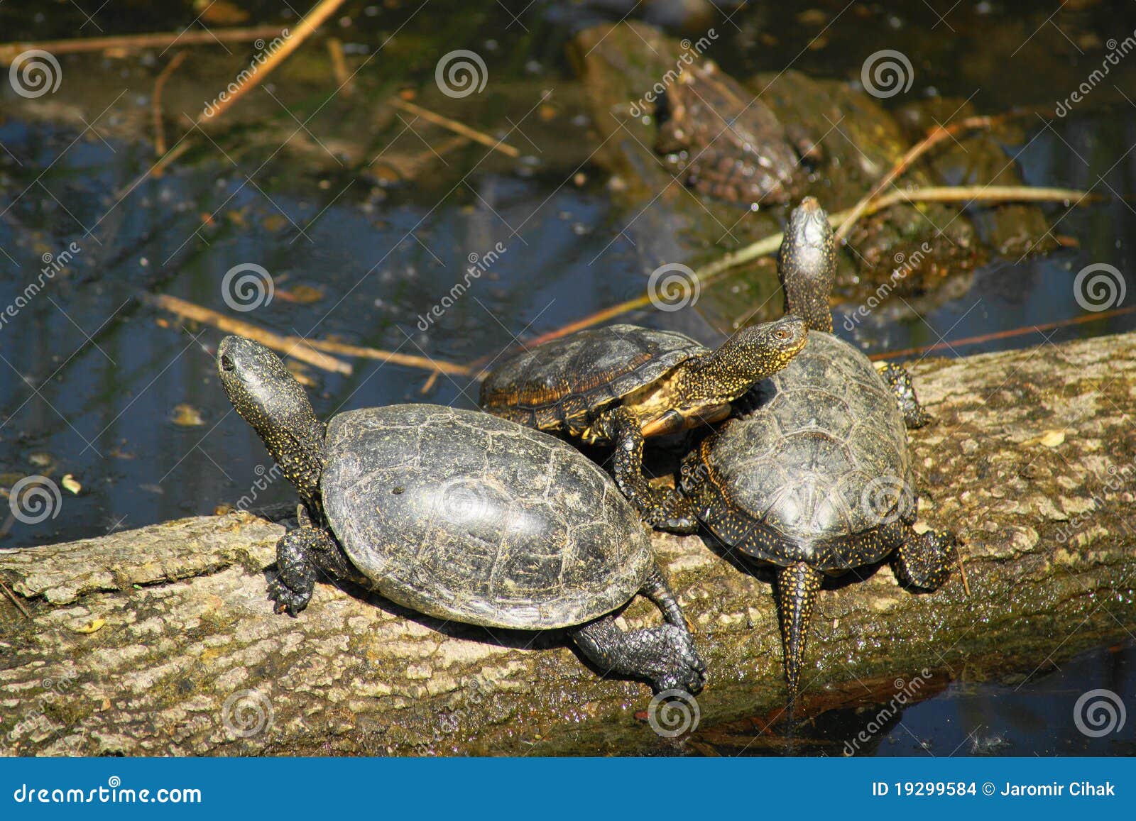 Turtle-courtship stock photo. Image of carapace, turtle - 19299584