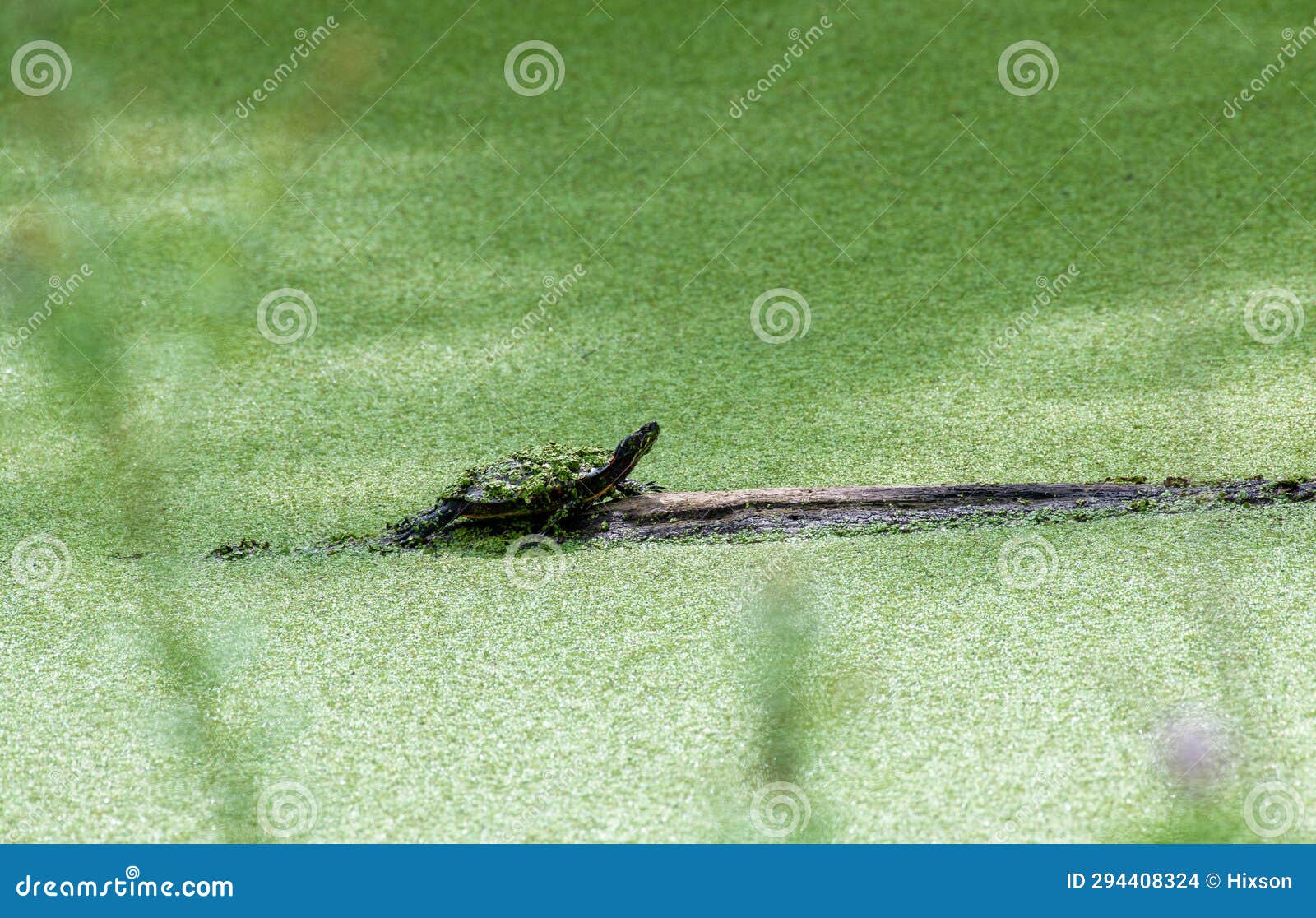 Turtle With Algae Growing On Shell Stock Photo | CartoonDealer.com ...