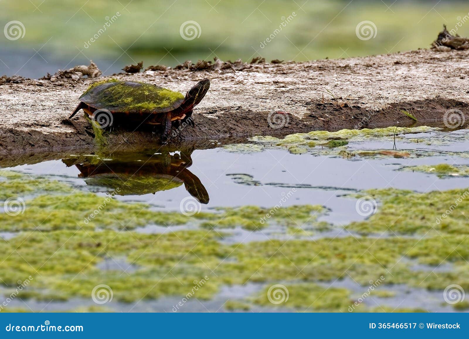 Turtle With Algae Growing On Shell Stock Photo | CartoonDealer.com ...
