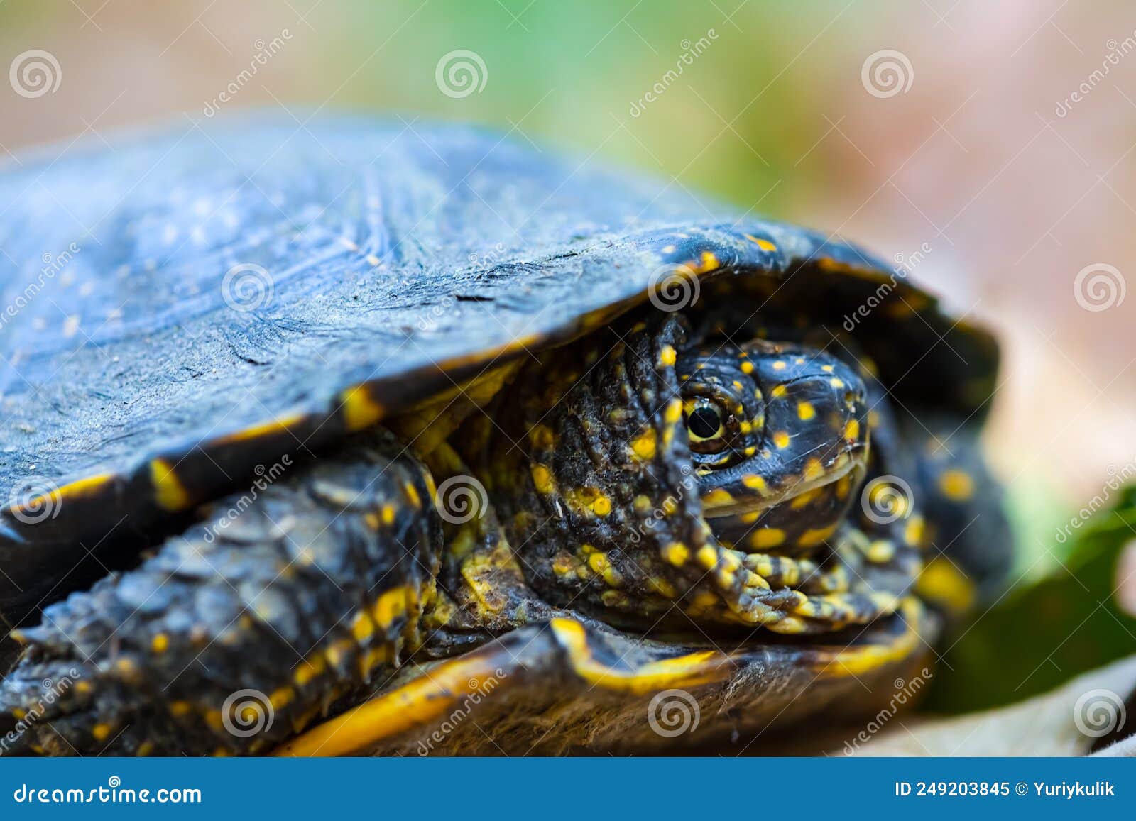 Turtle Crawl among Leaves in Forest Stock Image - Image of glade ...