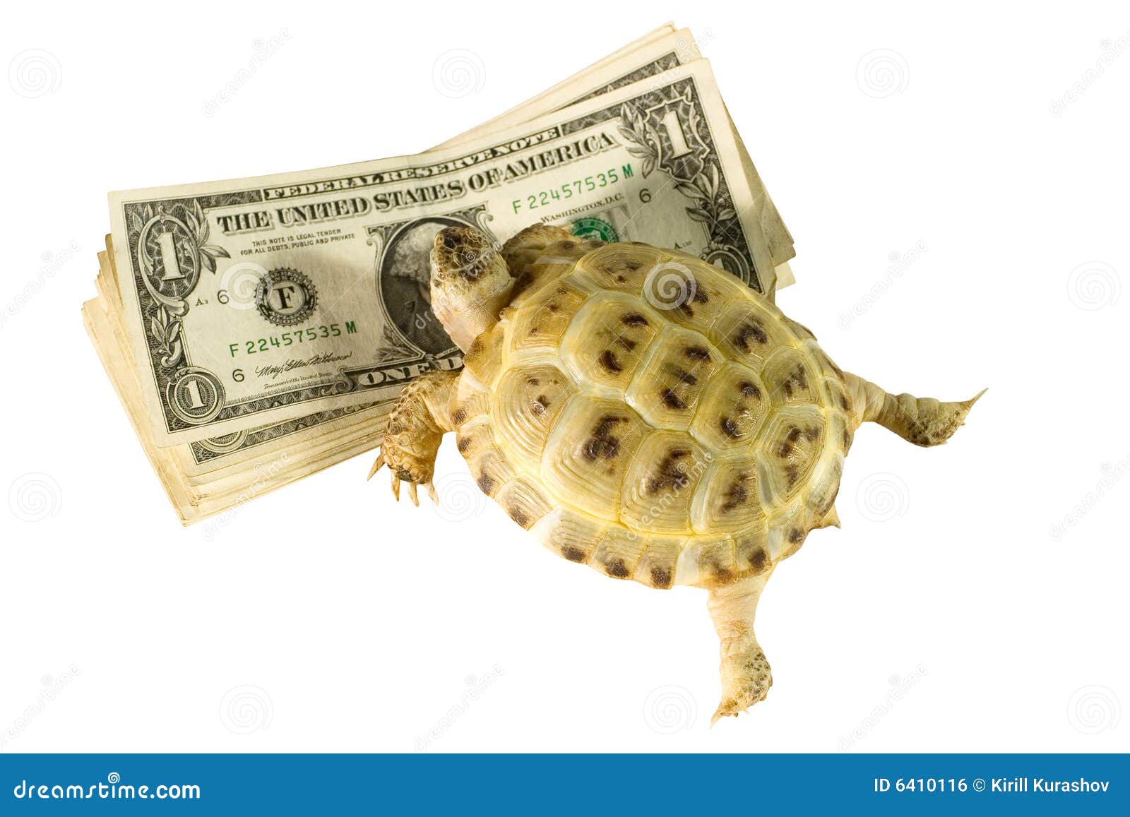 Turtle crawling on dollars stock photo. Image of bill - 6410116