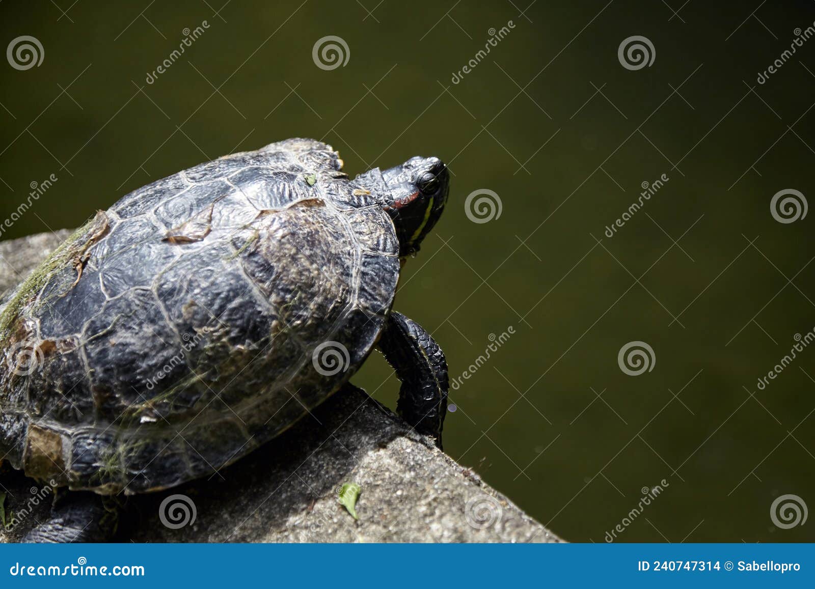 The Turtle is Crawling at the Edge of the Pond, Reptile in Carapace ...