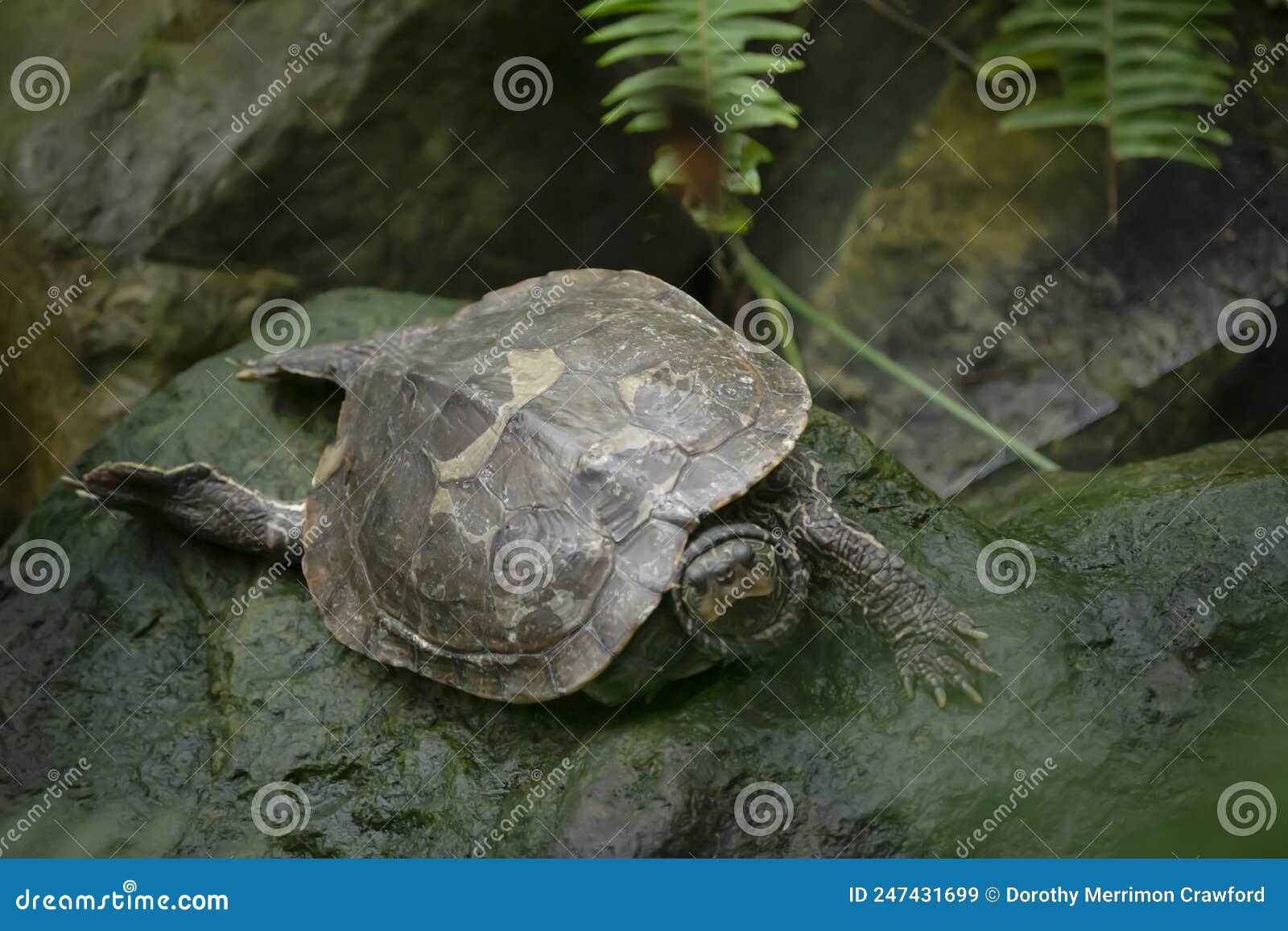 Turtle With Algae Growing On Shell Stock Photo | CartoonDealer.com ...