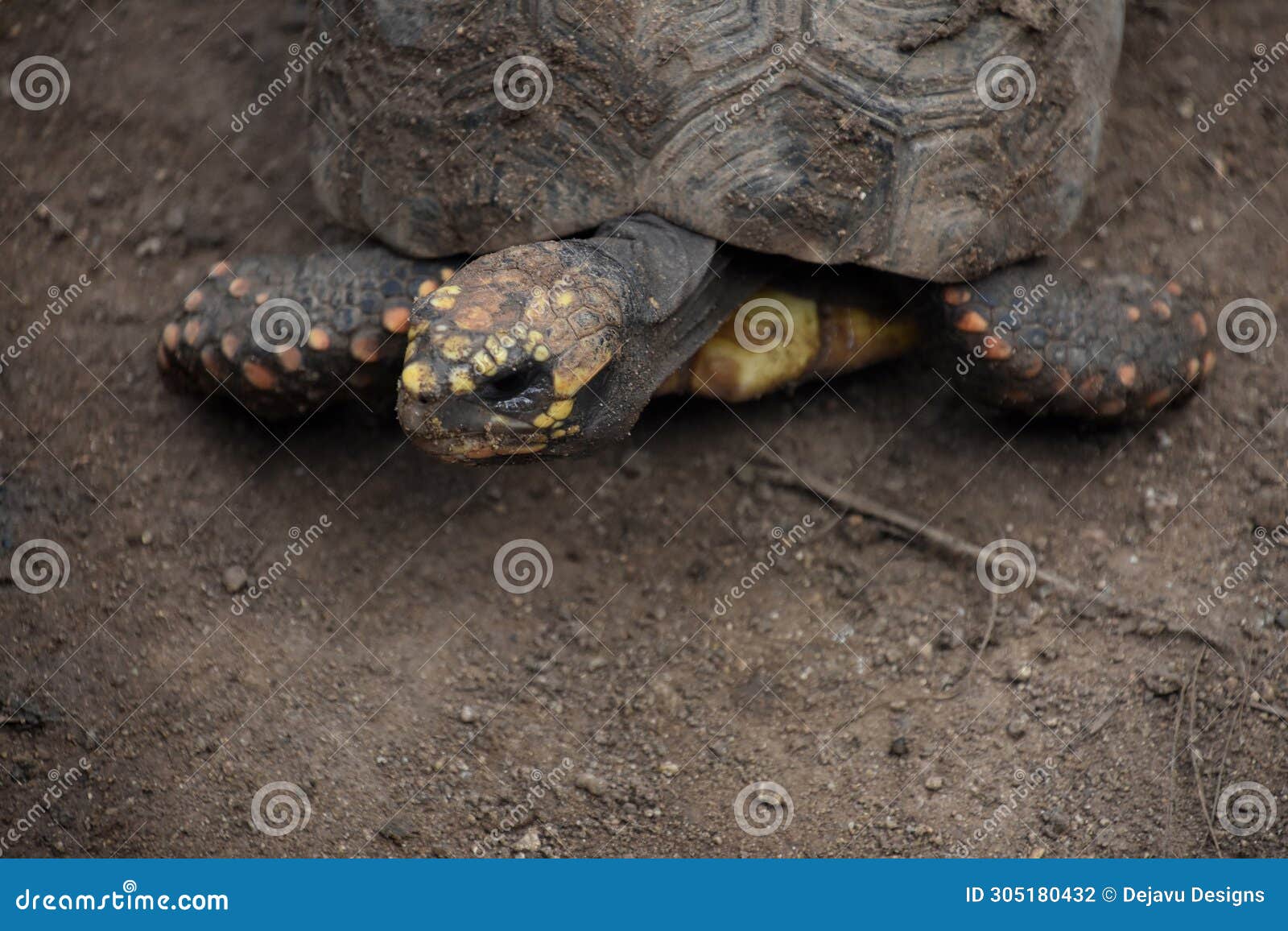 Eastern Box Turtle Stock Photo | CartoonDealer.com #32076348