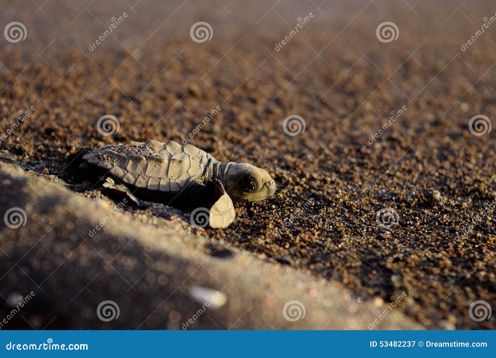 Turtle Crawling stock image. Image of crawling, olive - 53482237