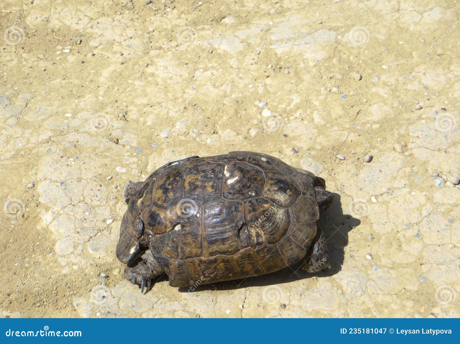 Turtle Crawling on the Road. Top View Stock Image - Image of ground ...