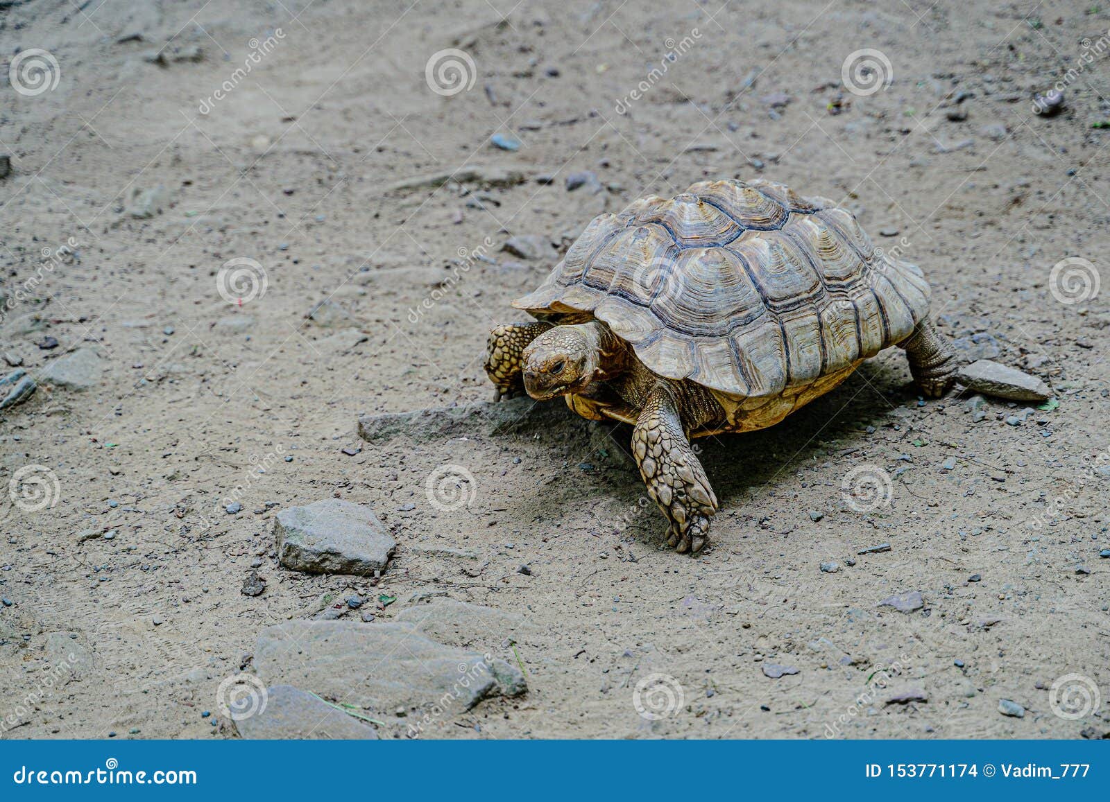 Turtle Crawling on the Sand with Stones. Stock Photo - Image of fauna ...