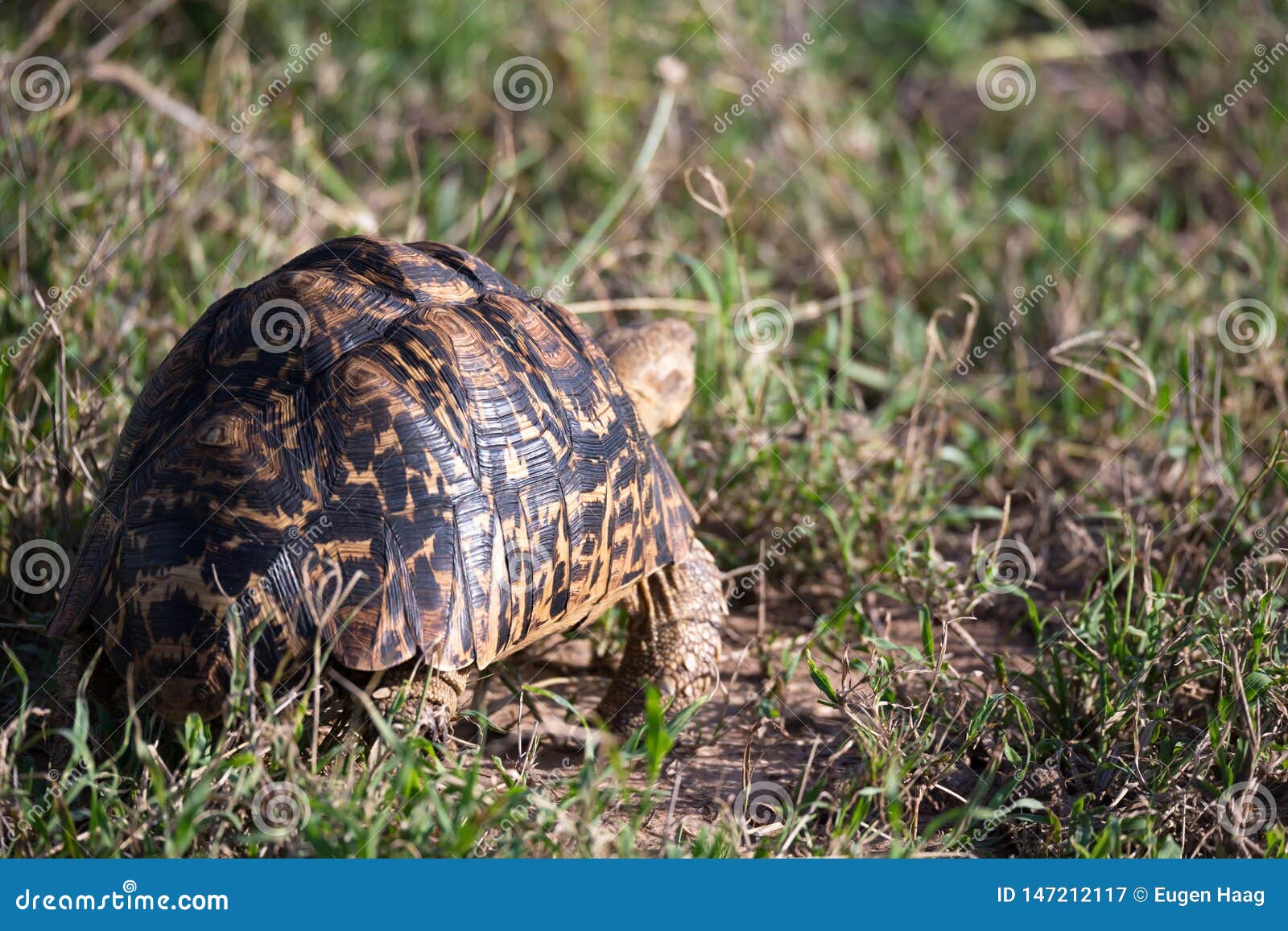 A Turtle Crawls between the Grass in the Savannah Stock Image - Image ...