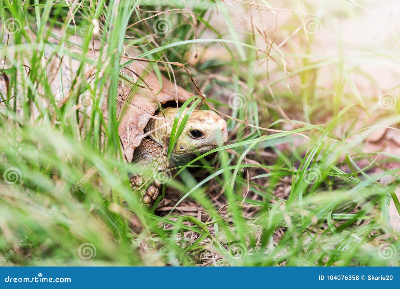 Turtle Crawls through the Grass Stock Photo - Image of land, geochelone ...
