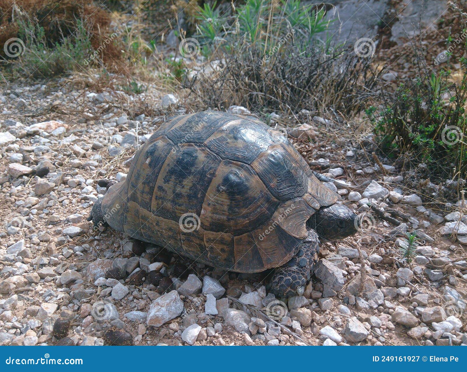 Turtle crawls on the path. stock image. Image of black - 249161927