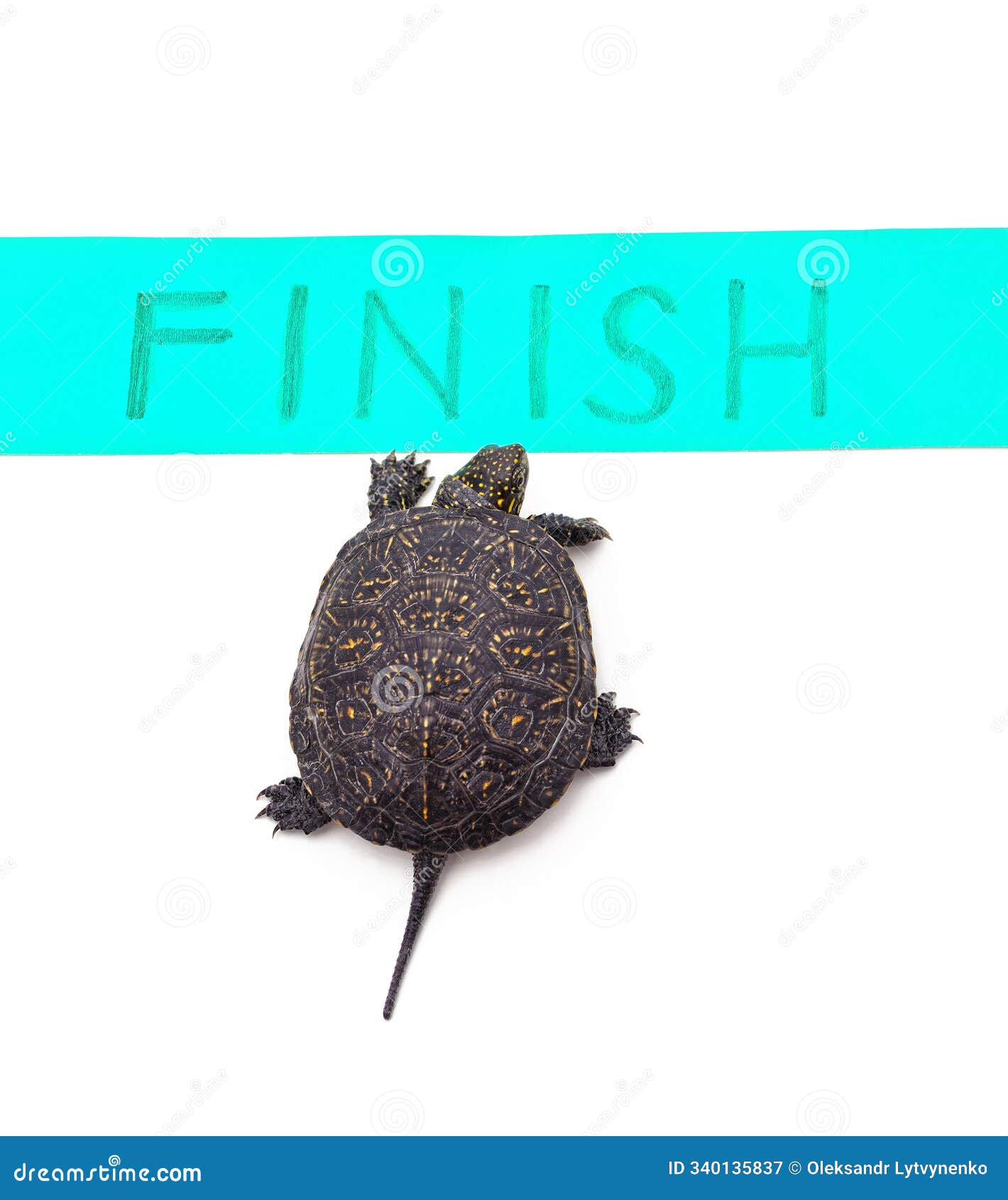 Turtle Crosses the Finish Line Stock Image - Image of athlete, line ...