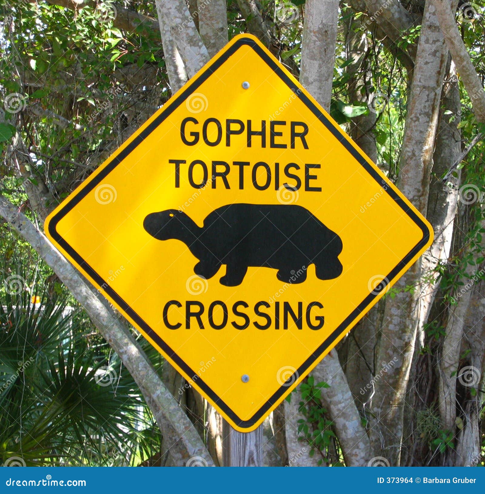 Turtle crossing stock photo. Image of america, florida - 373964