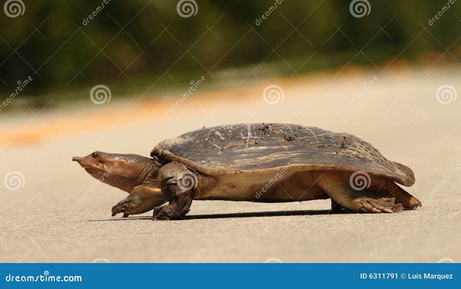 Turtle crossing a road stock image. Image of danger, tortoise - 6311791
