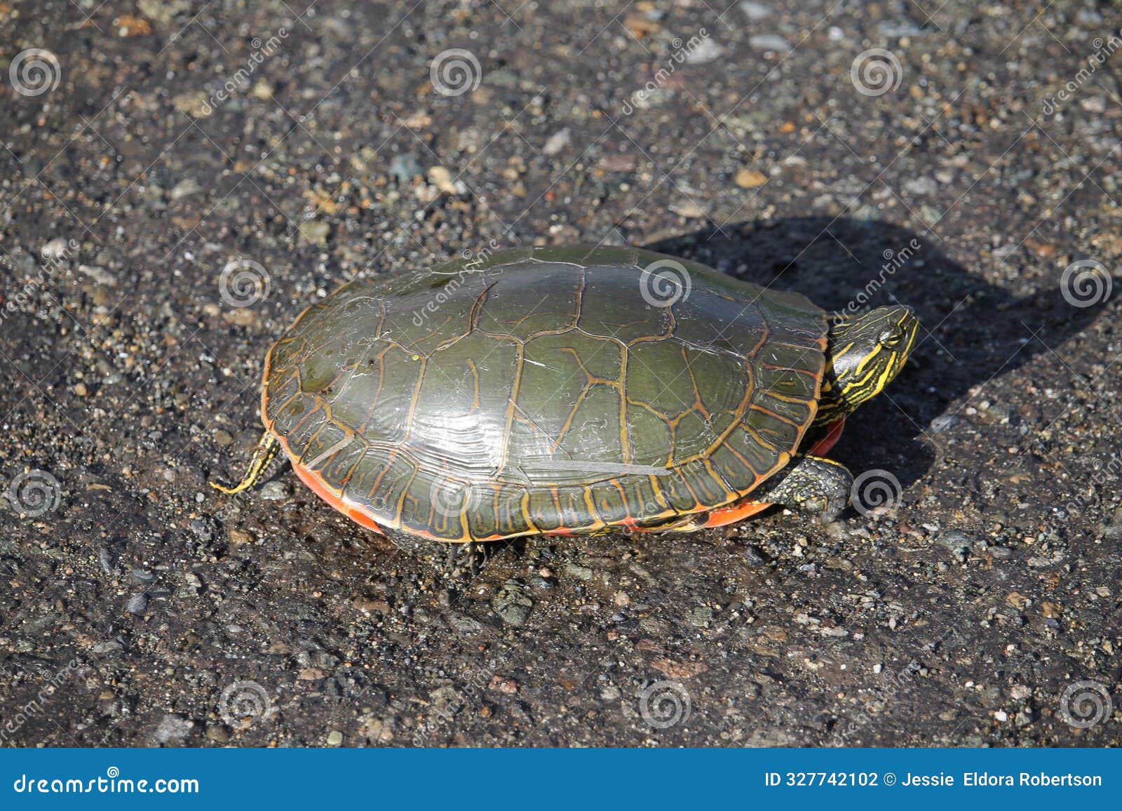 Turtle crossing the road stock photo. Image of turtle - 327742102