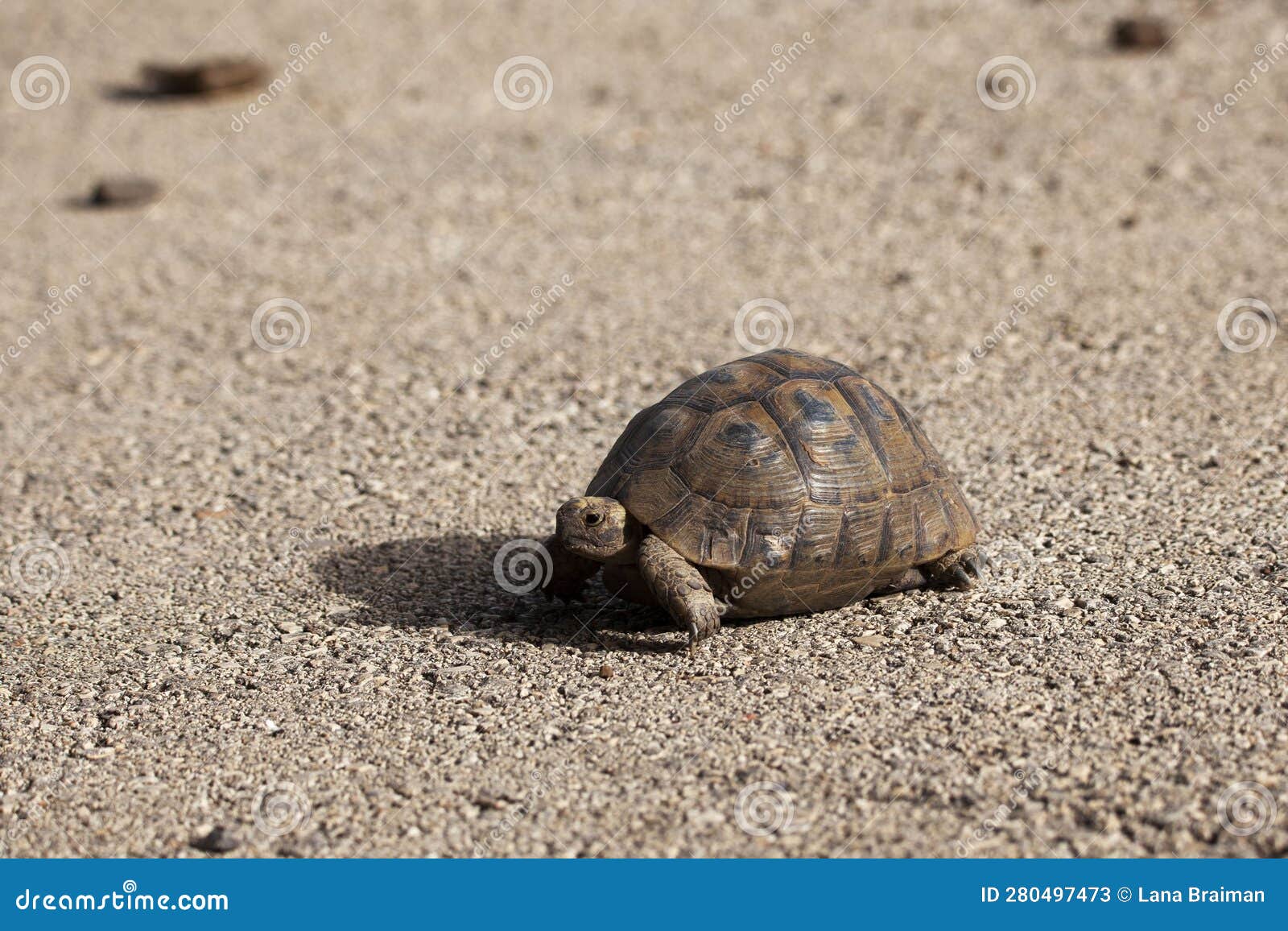 Turtle crossing the road stock image. Image of tortoise - 280497473