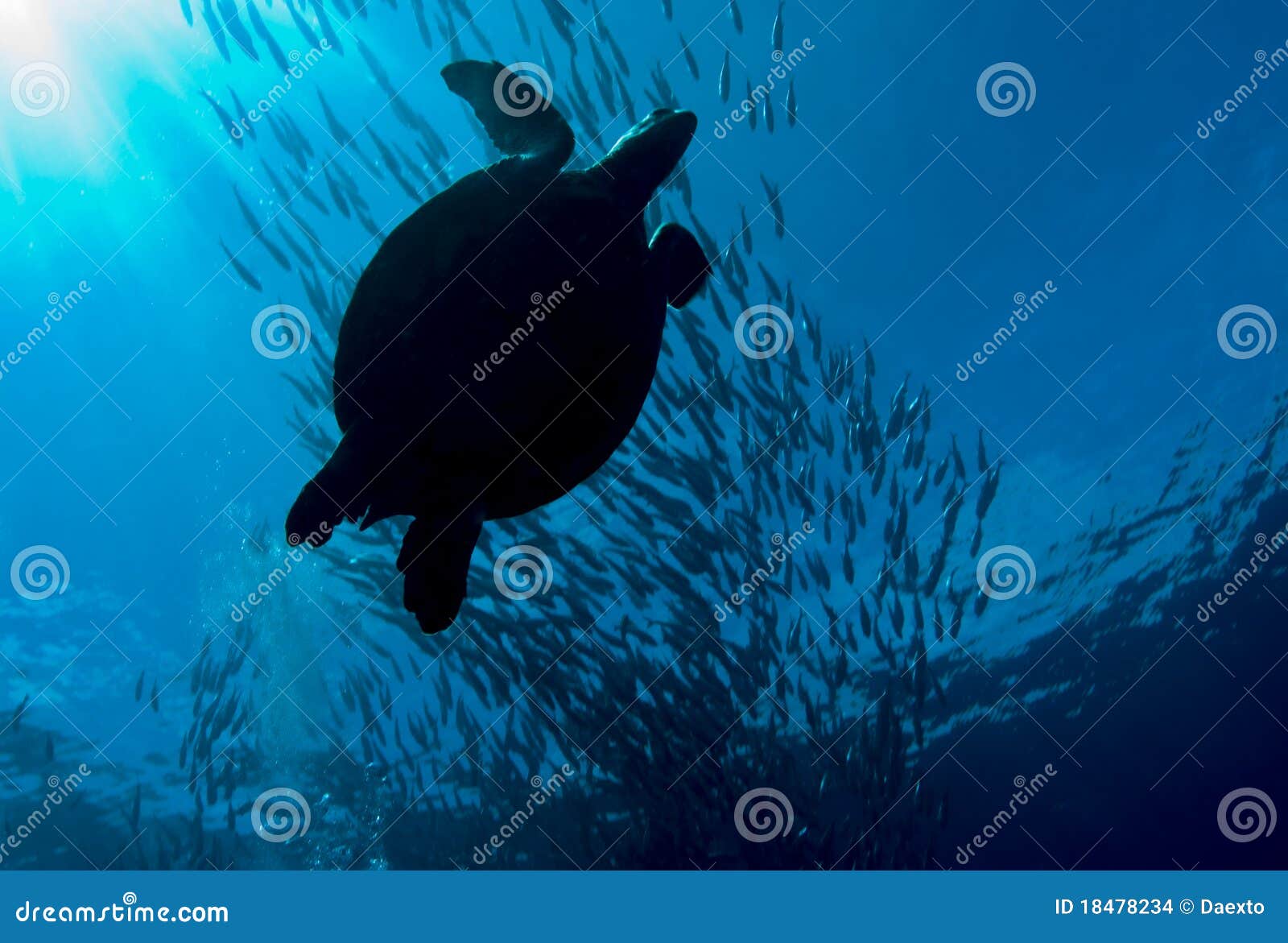 Turtle Crossing a Shoal of Jacks Stock Photo - Image of malaysia ...