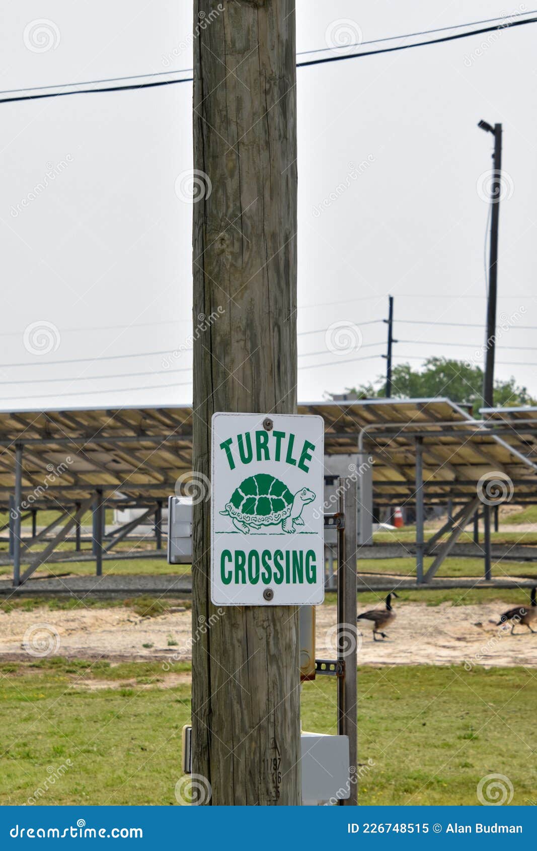 Turtle Crossing Sign on a Wooden Utility Pole in Front of a Solar Panel ...