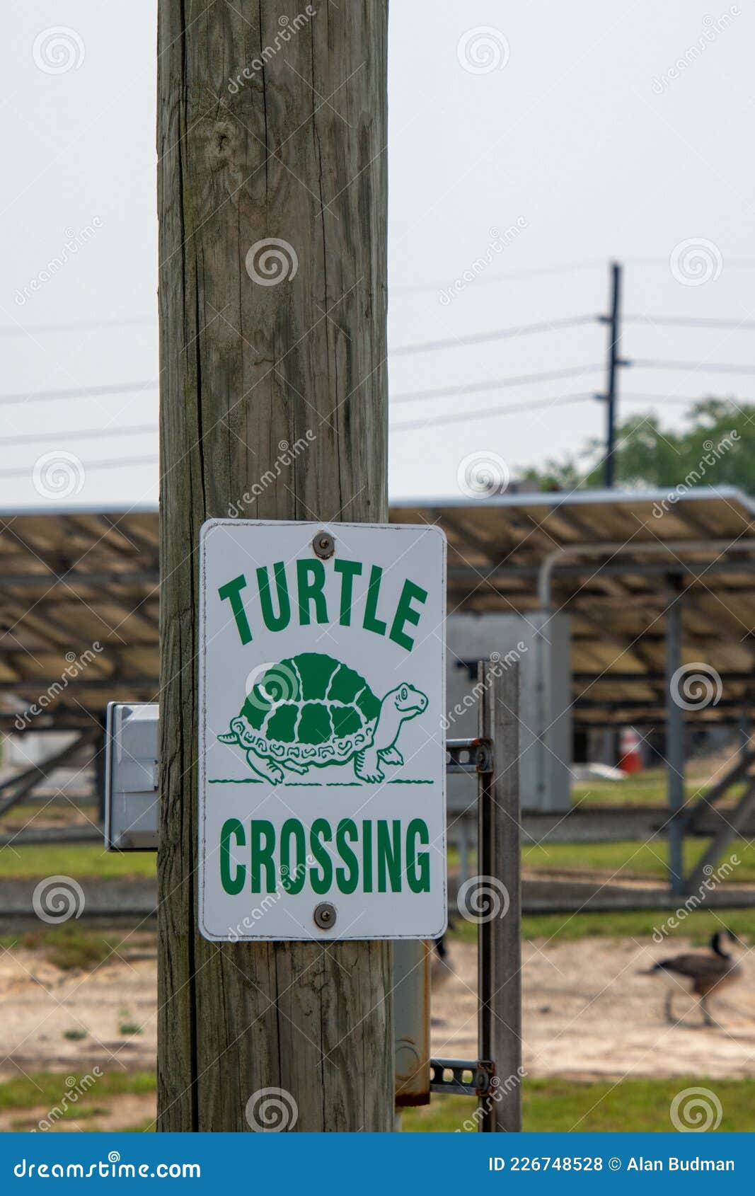 Turtle Crossing Sign on a Wooden Utility Pole in Front of a Solar Panel ...