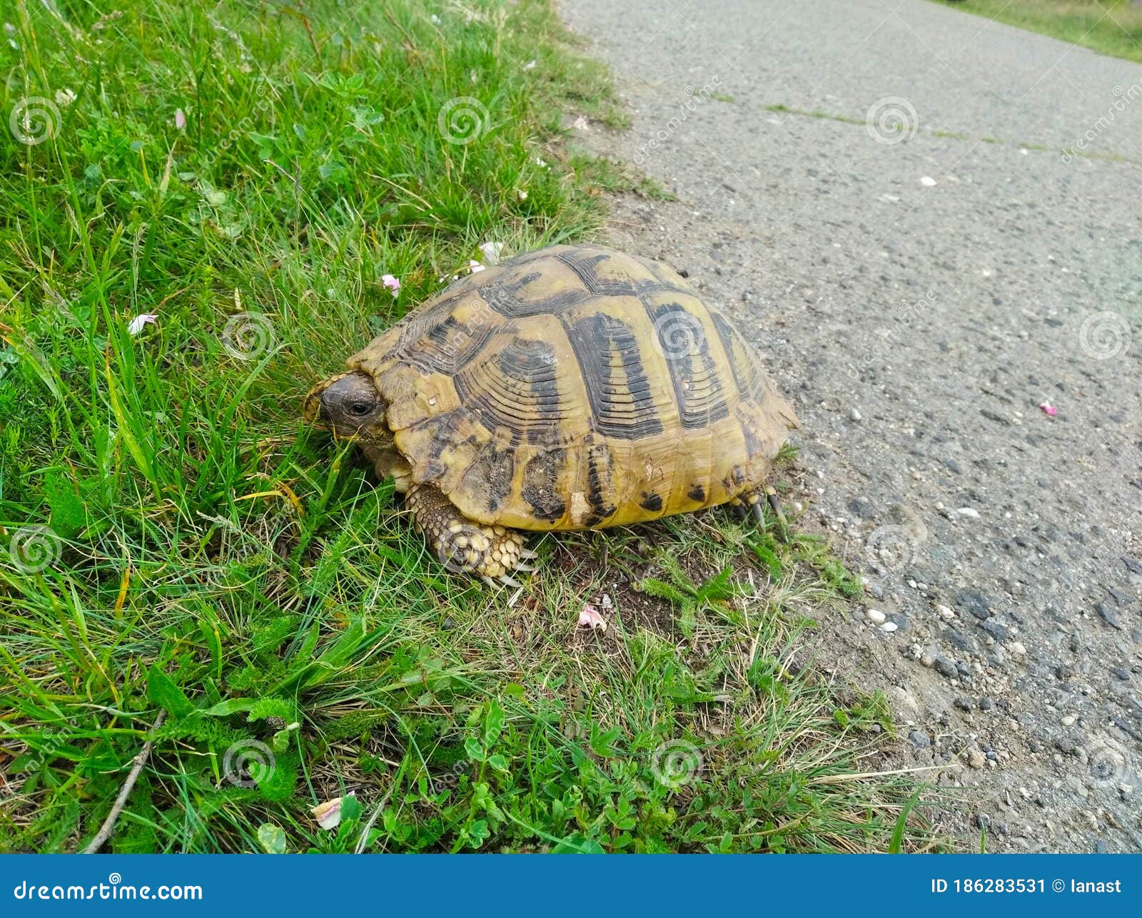 Turtle crossing the street stock image. Image of flowers - 186283531