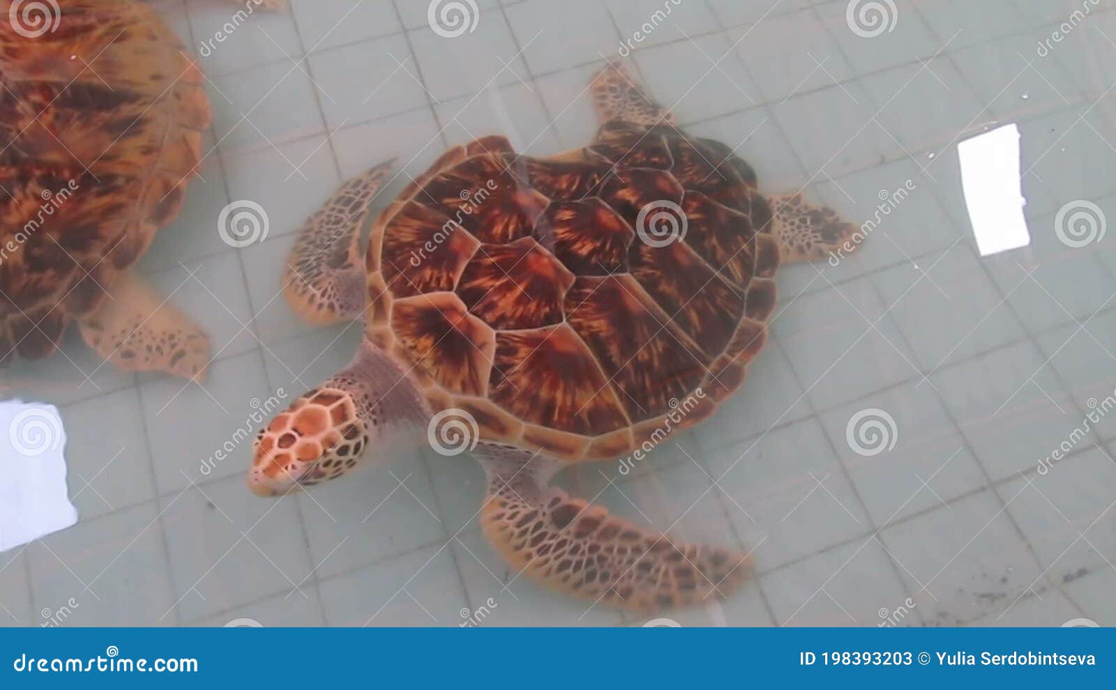 Turtle with Damaged Shell Swims in the Pool in the Nursery Stock Video ...