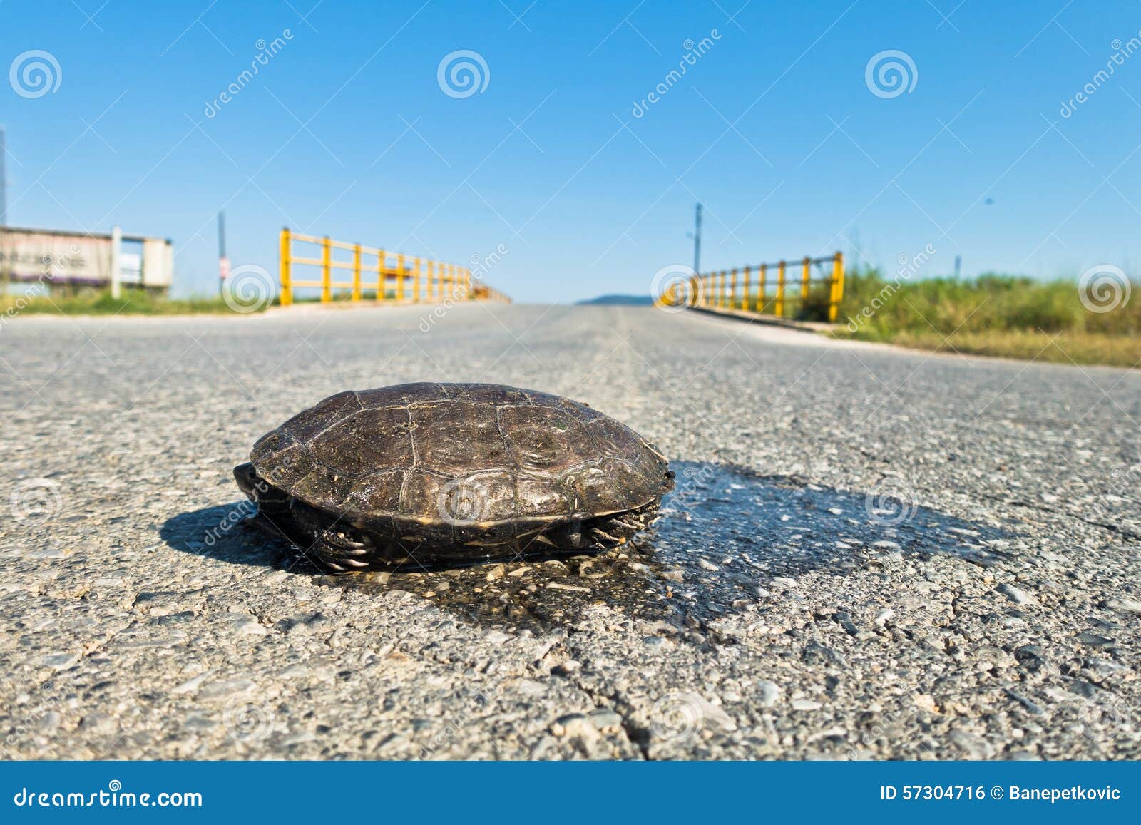 Turtle Dangerously Crossing the Road in Front of a Small Yellow Bridge ...