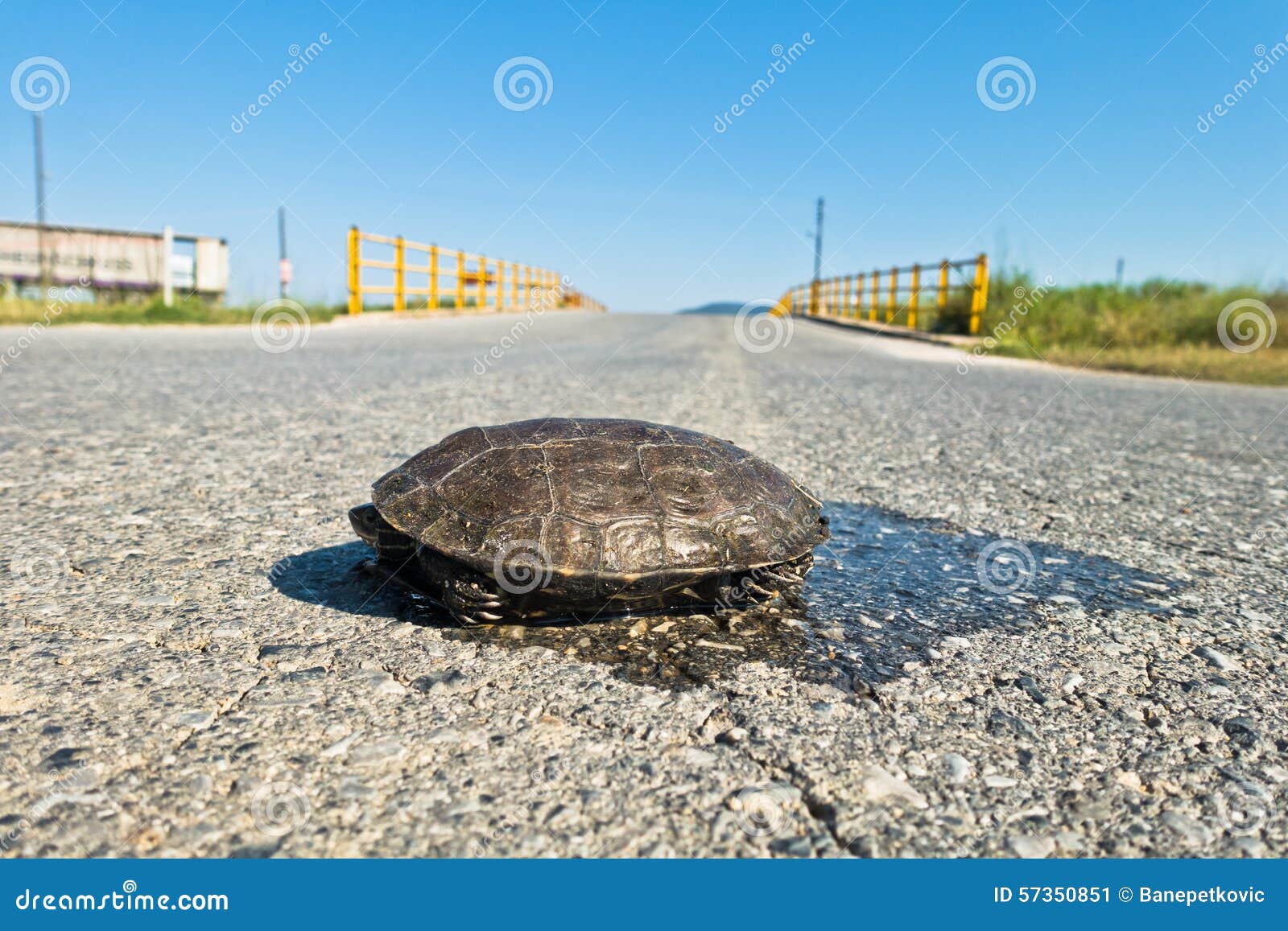 Turtle Dangerously Crossing the Road in Front of a Small Yellow Bridge ...