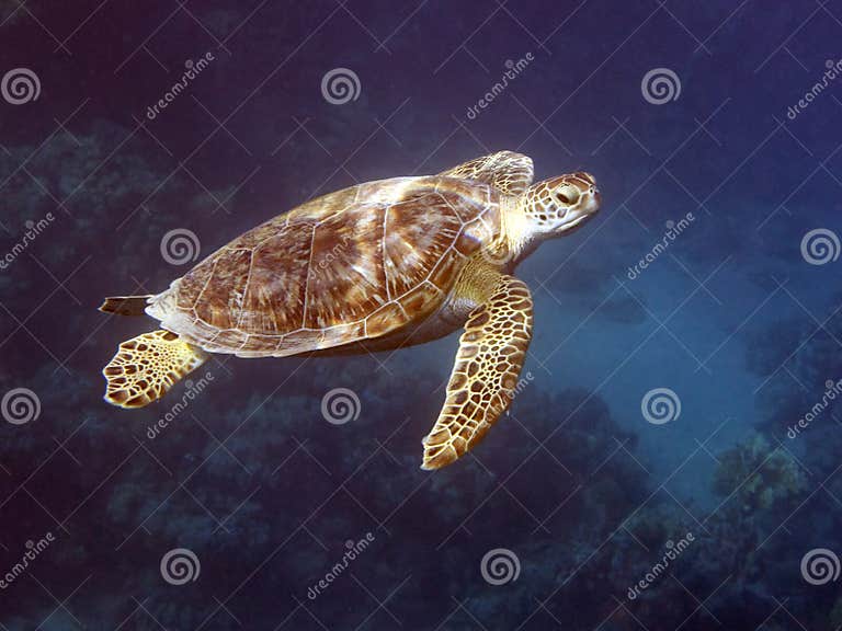Turtle in deep blue stock image. Image of nature, aquatic - 10645759