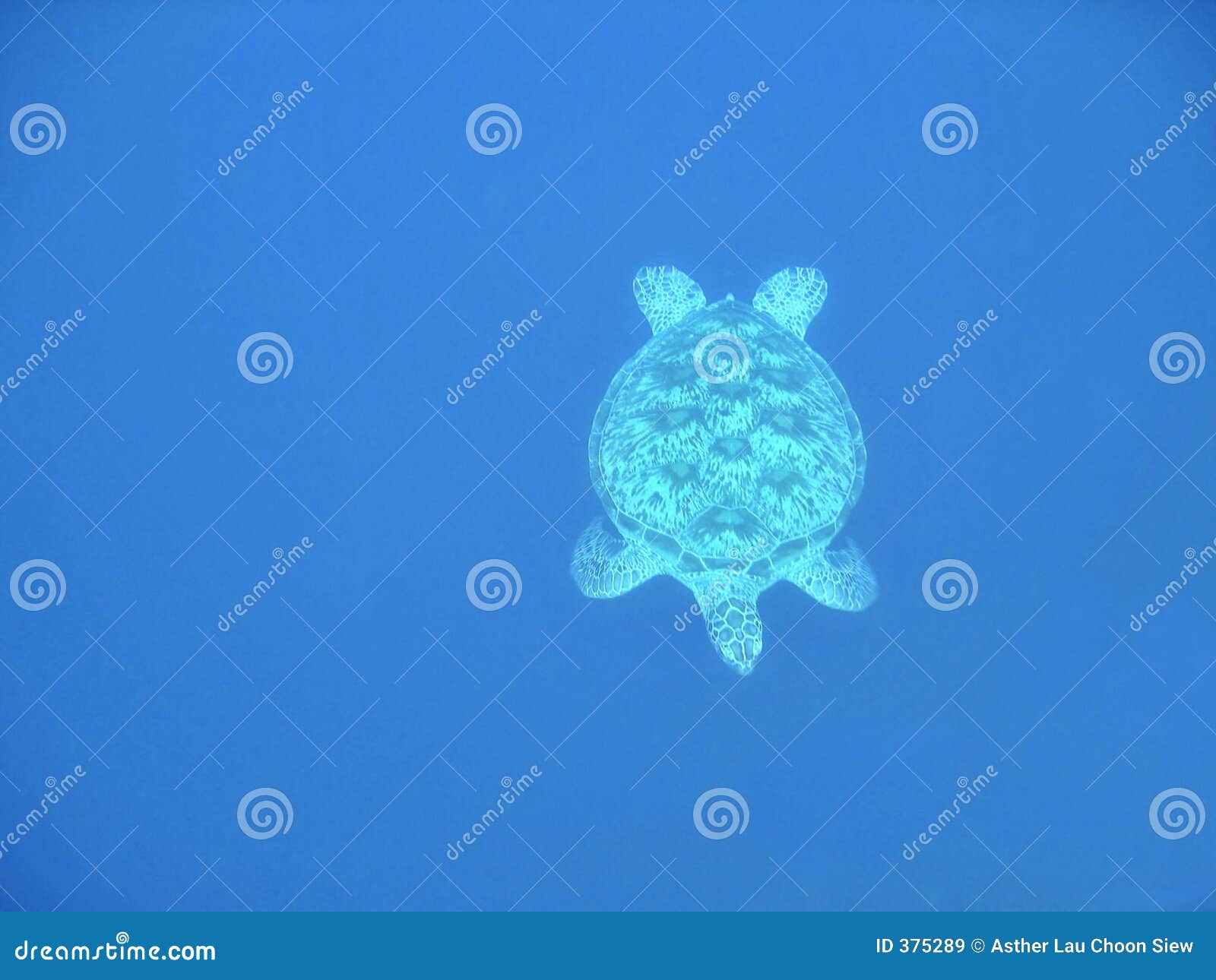 Turtle in Deep Blue stock image. Image of aquatic, swim - 375289