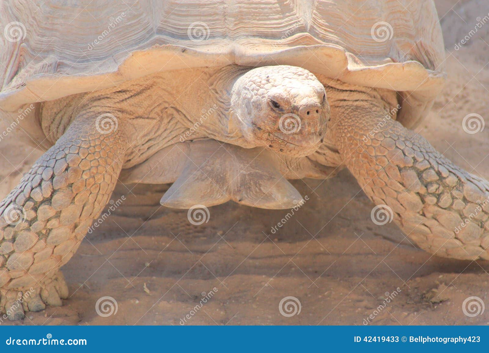 Turtle in the desert stock image. Image of tortoise, shell - 42419433