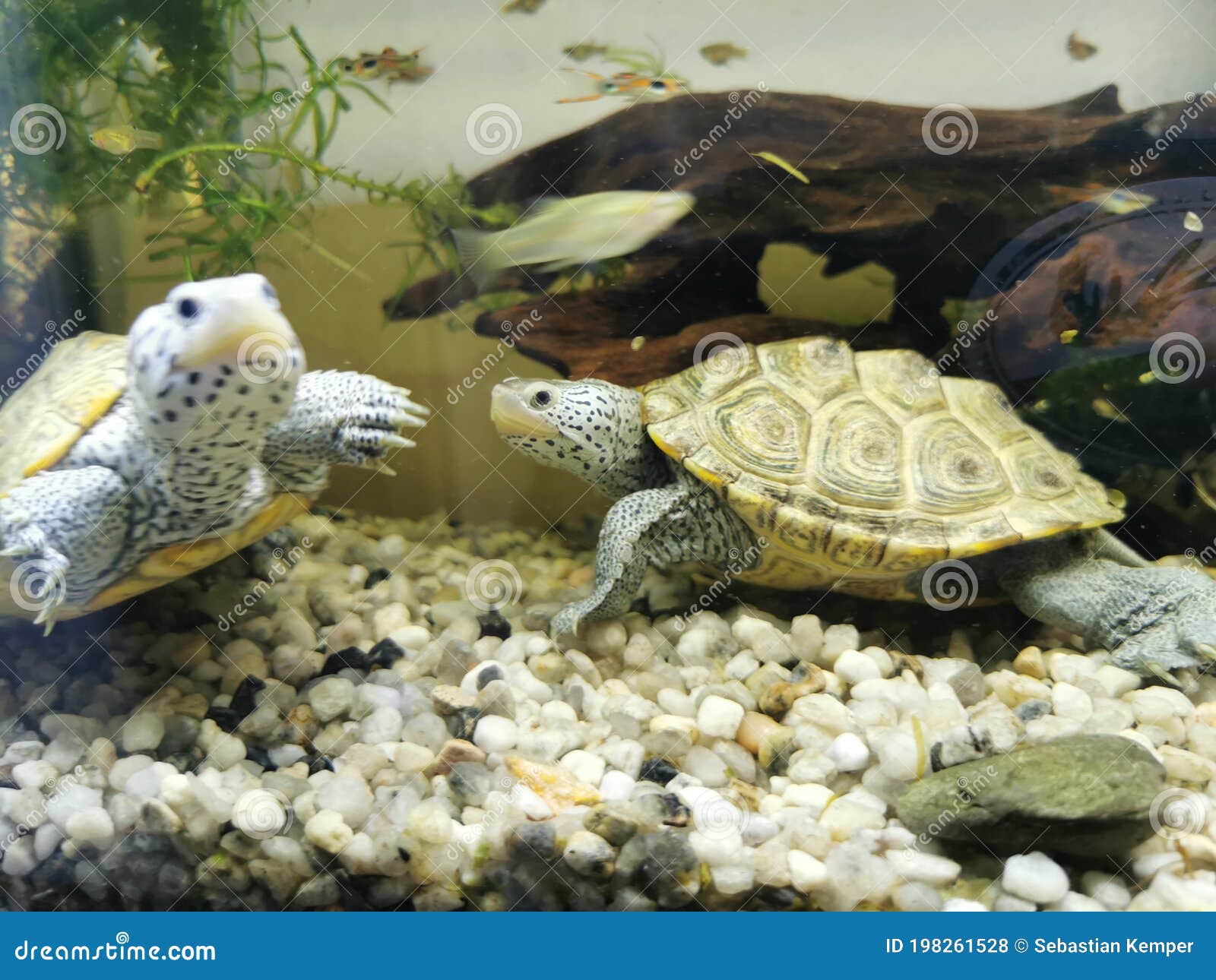 Turtle Diamondback Animal Pet Stock Photo - Image of reptile, snake ...