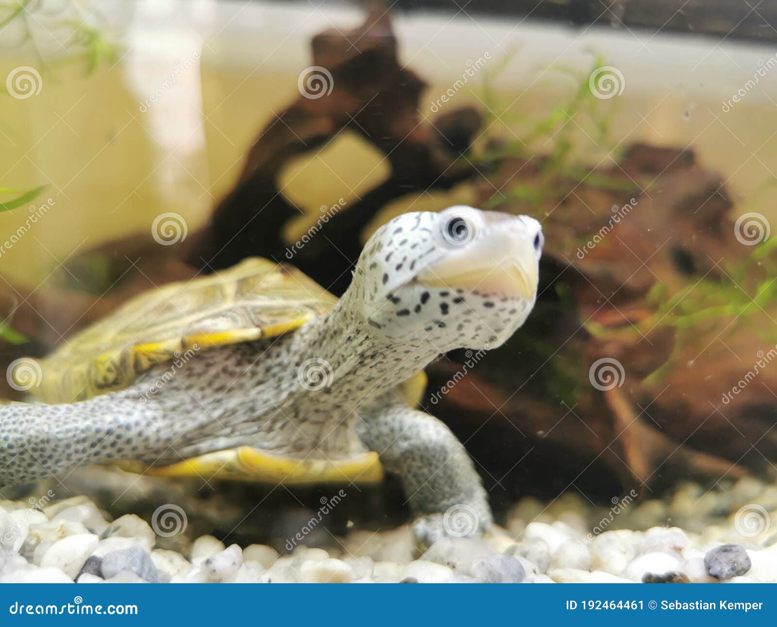 Turtle diamondback cute stock image. Image of reptile - 192464461