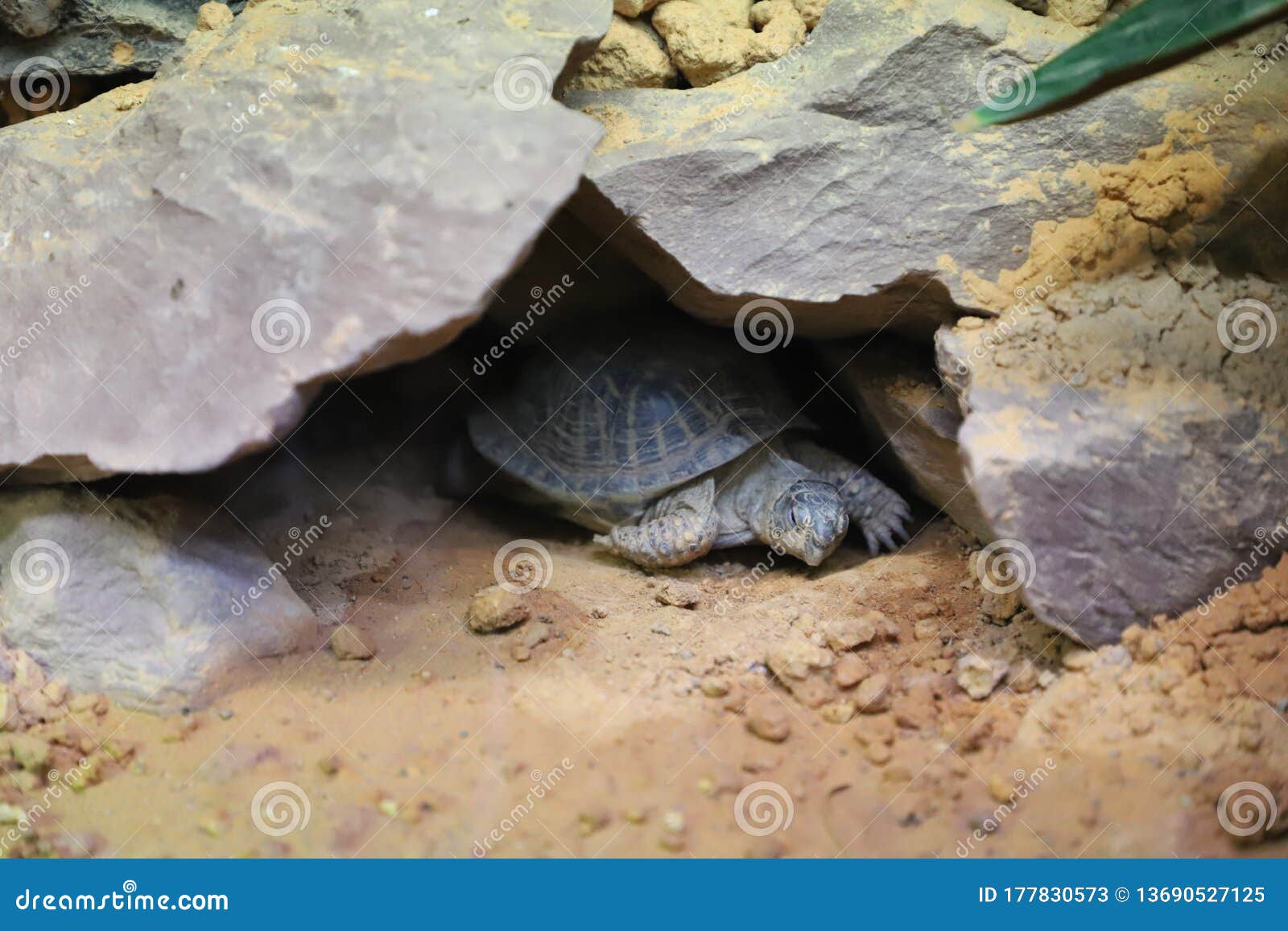 A Turtle Digging a Hole in a Cave Stock Image - Image of astrologya ...