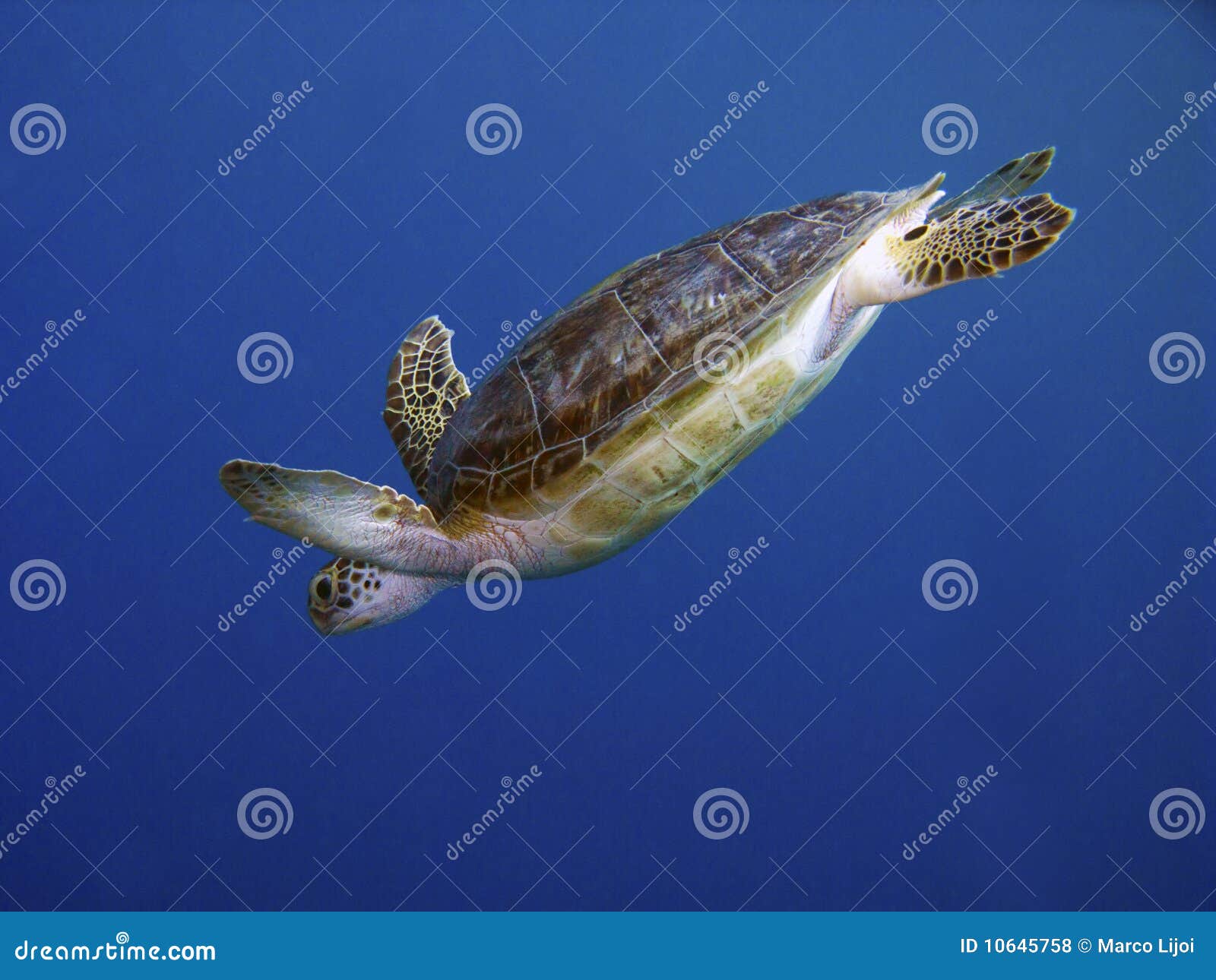 Turtle in diving stock photo. Image of carapace, embricata - 10645758