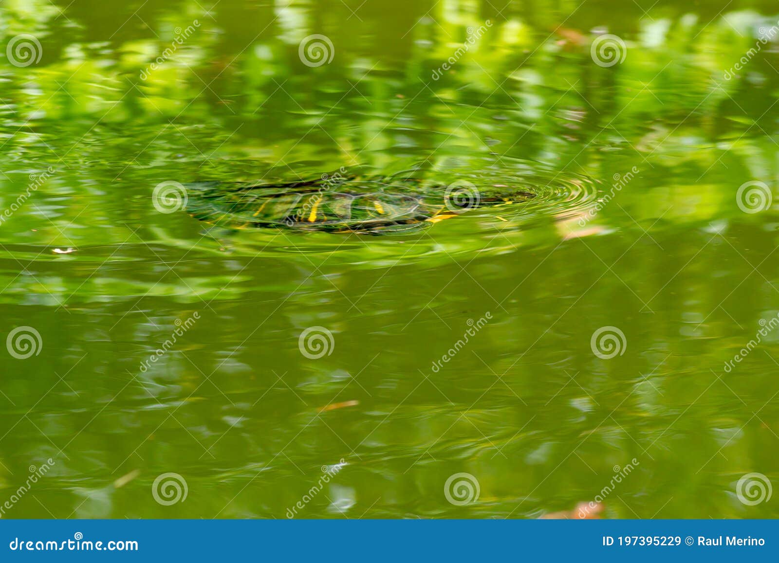 Turtle Shell, Coming Out of the Water Stock Image - Image of swims ...