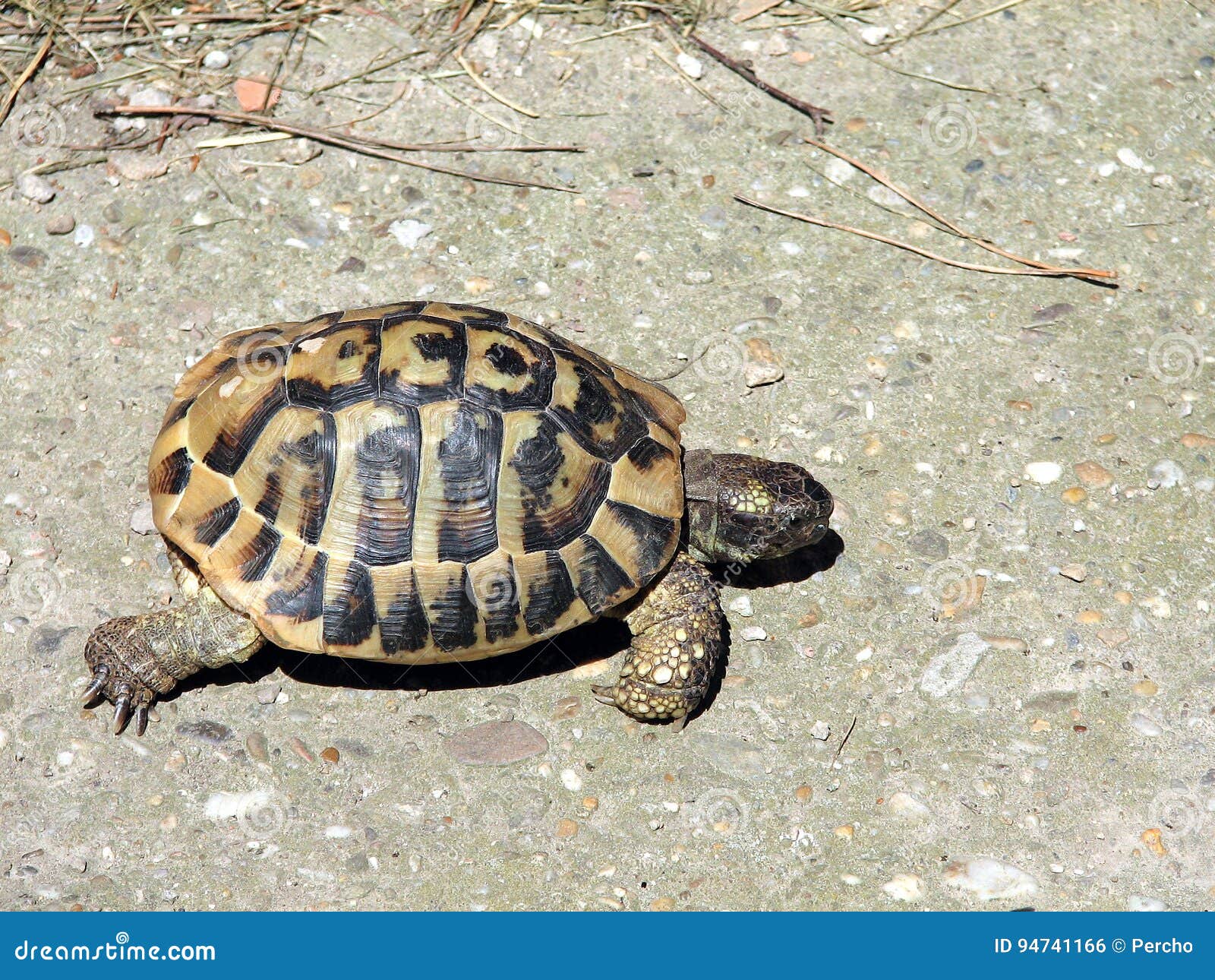 Turtle stock photo. Image of bush, animals, armor, domestic - 94741166